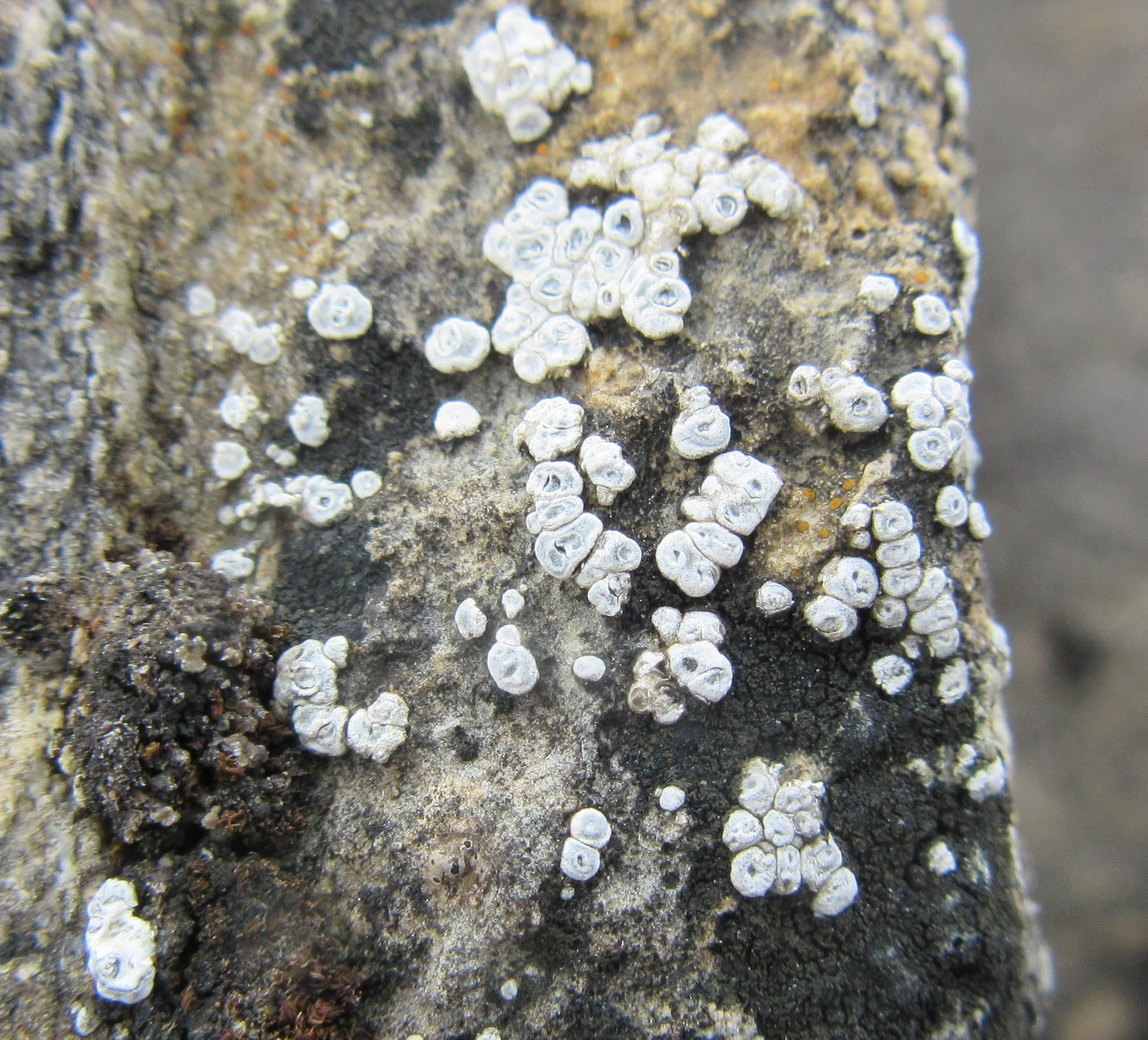 Aspicilia contorta