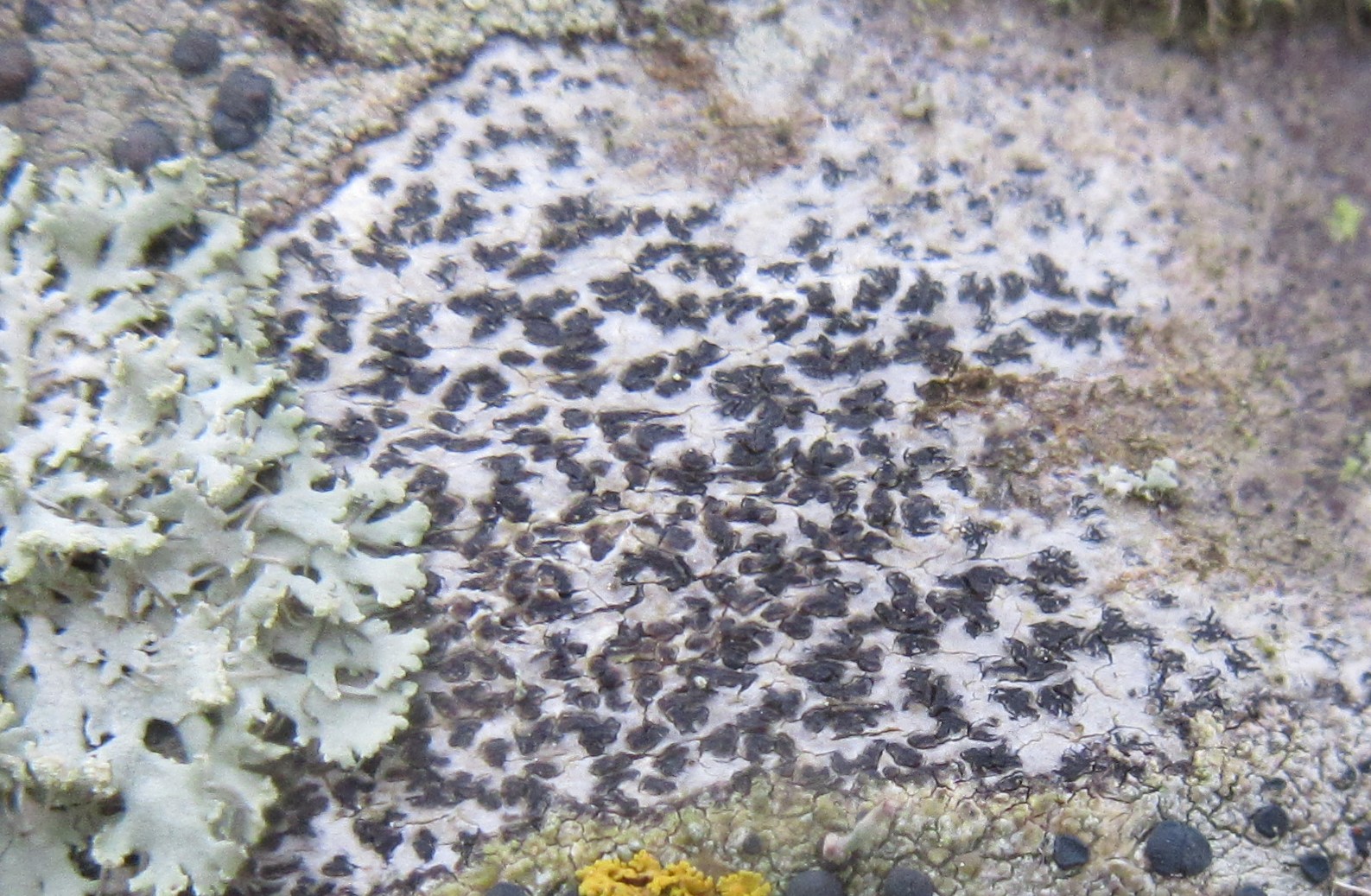 Arthonia radiata