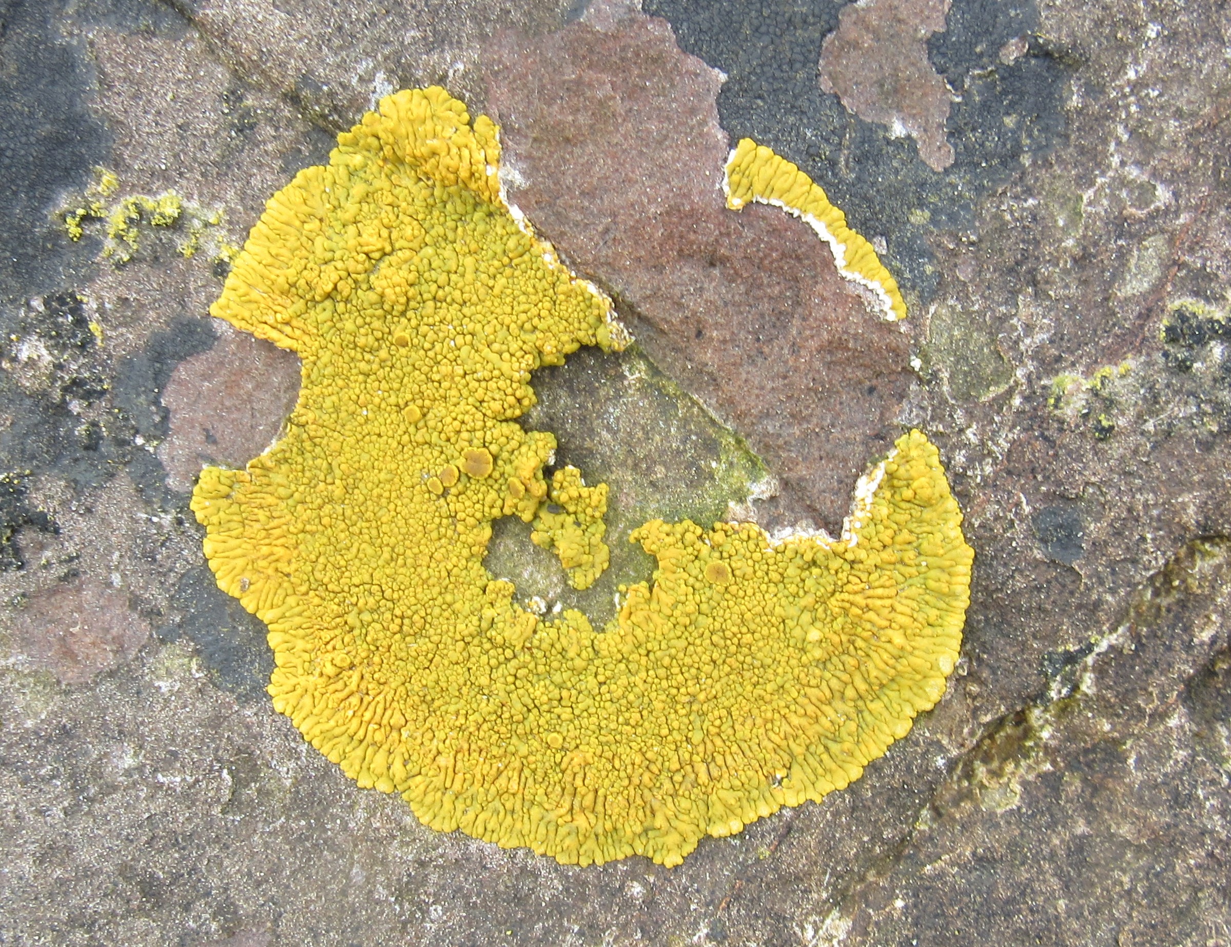 Caloplaca flavescens