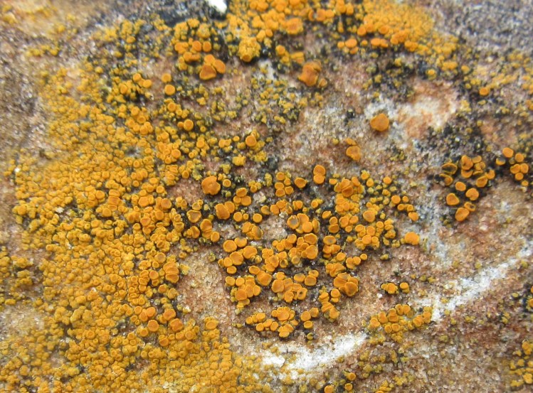 Caloplaca marina