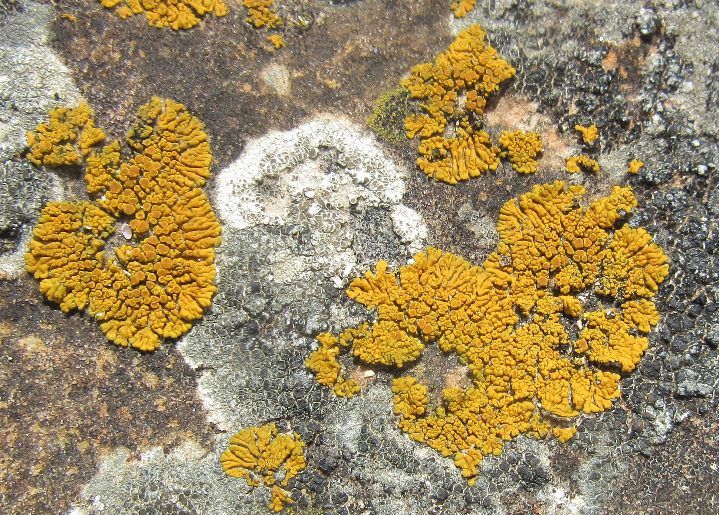 Caloplaca thallincola