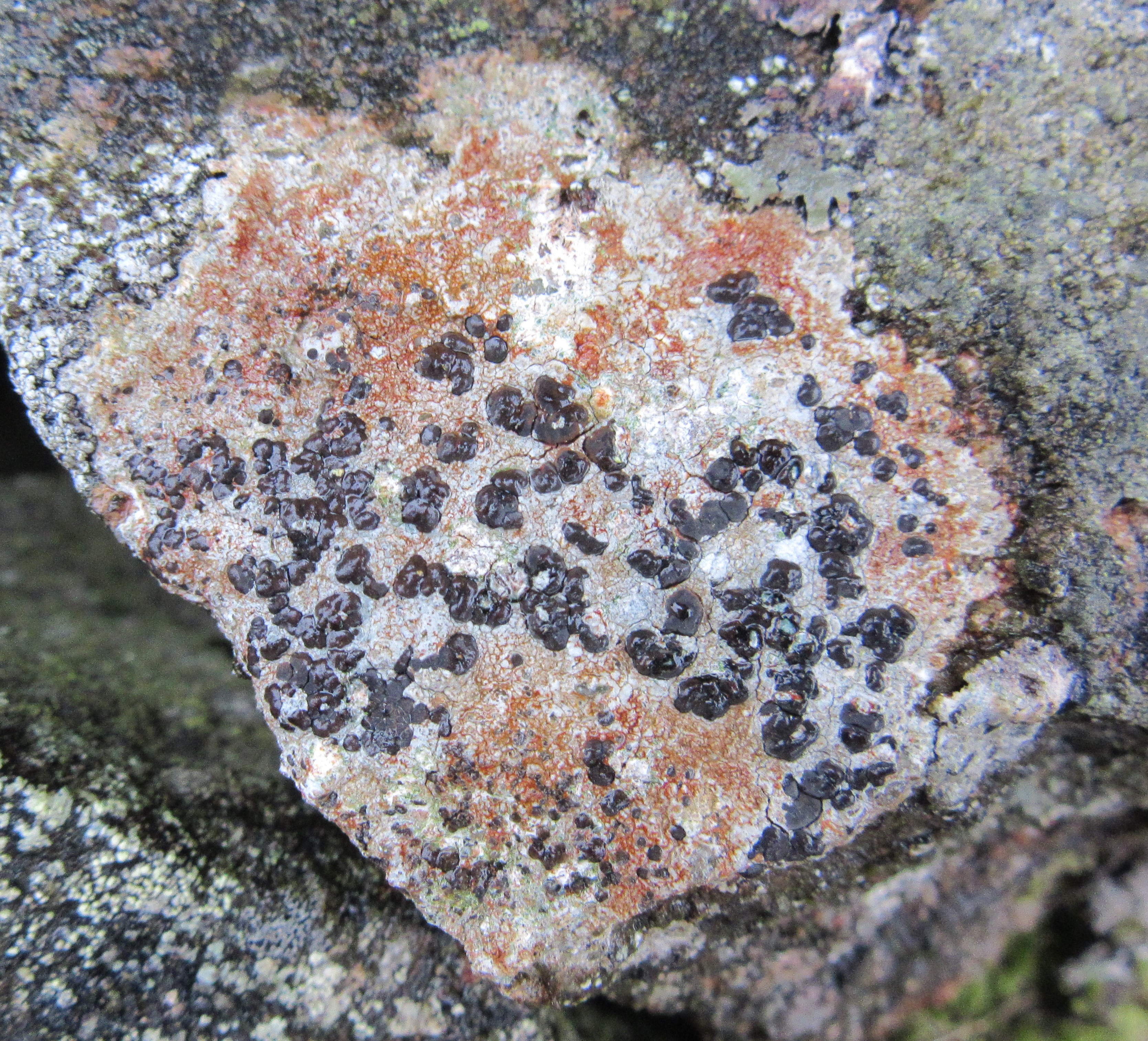 Lecidea lithophila