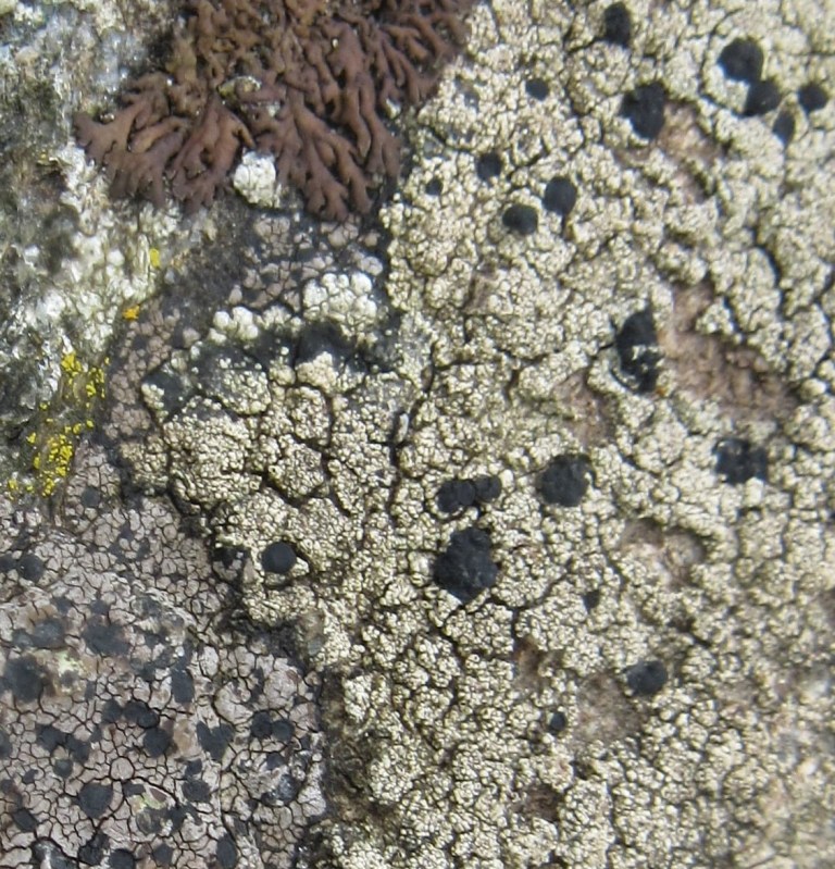 Lecidella asema