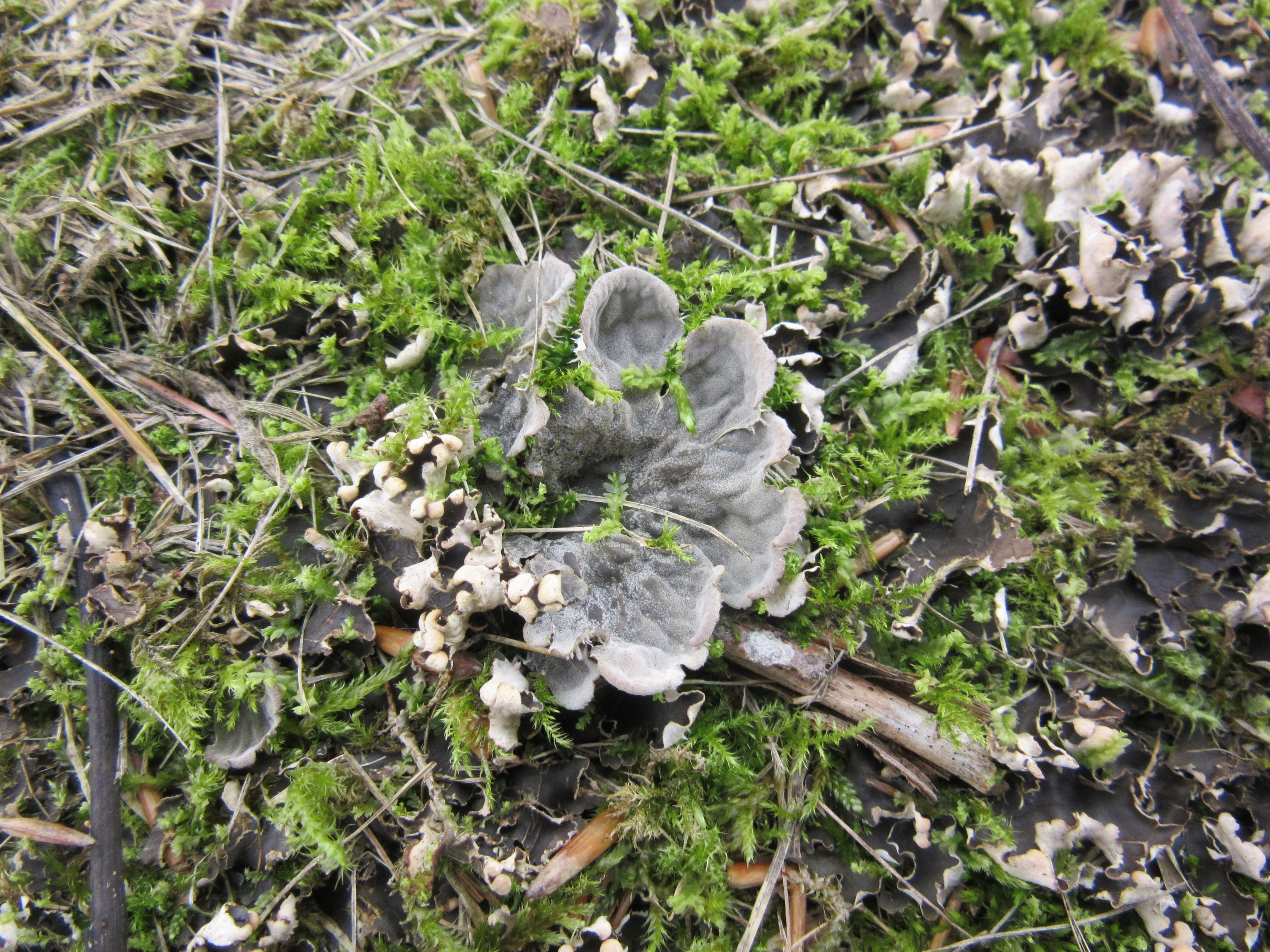 Peltigera membranacea