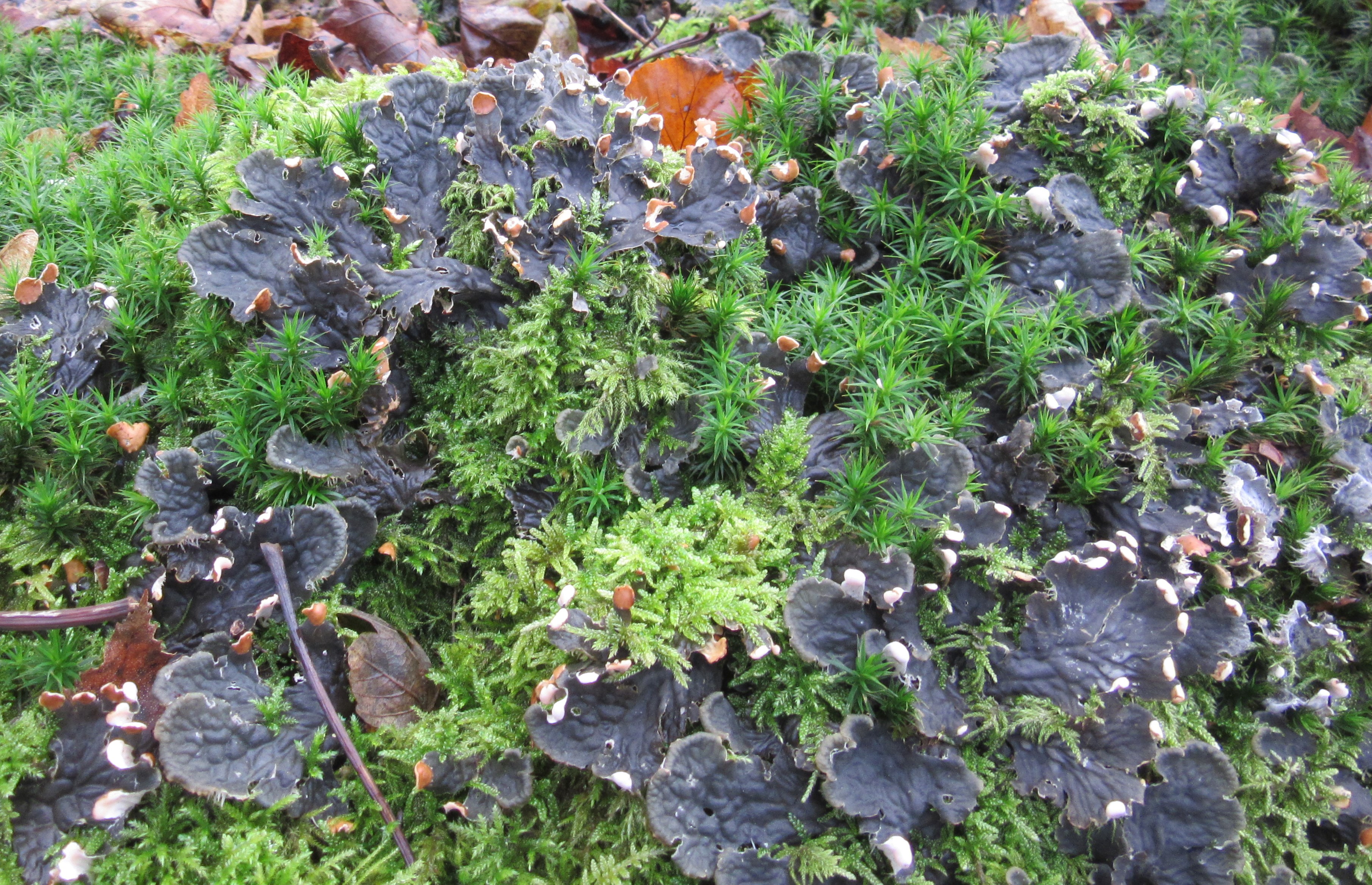 Peltigera membranacea