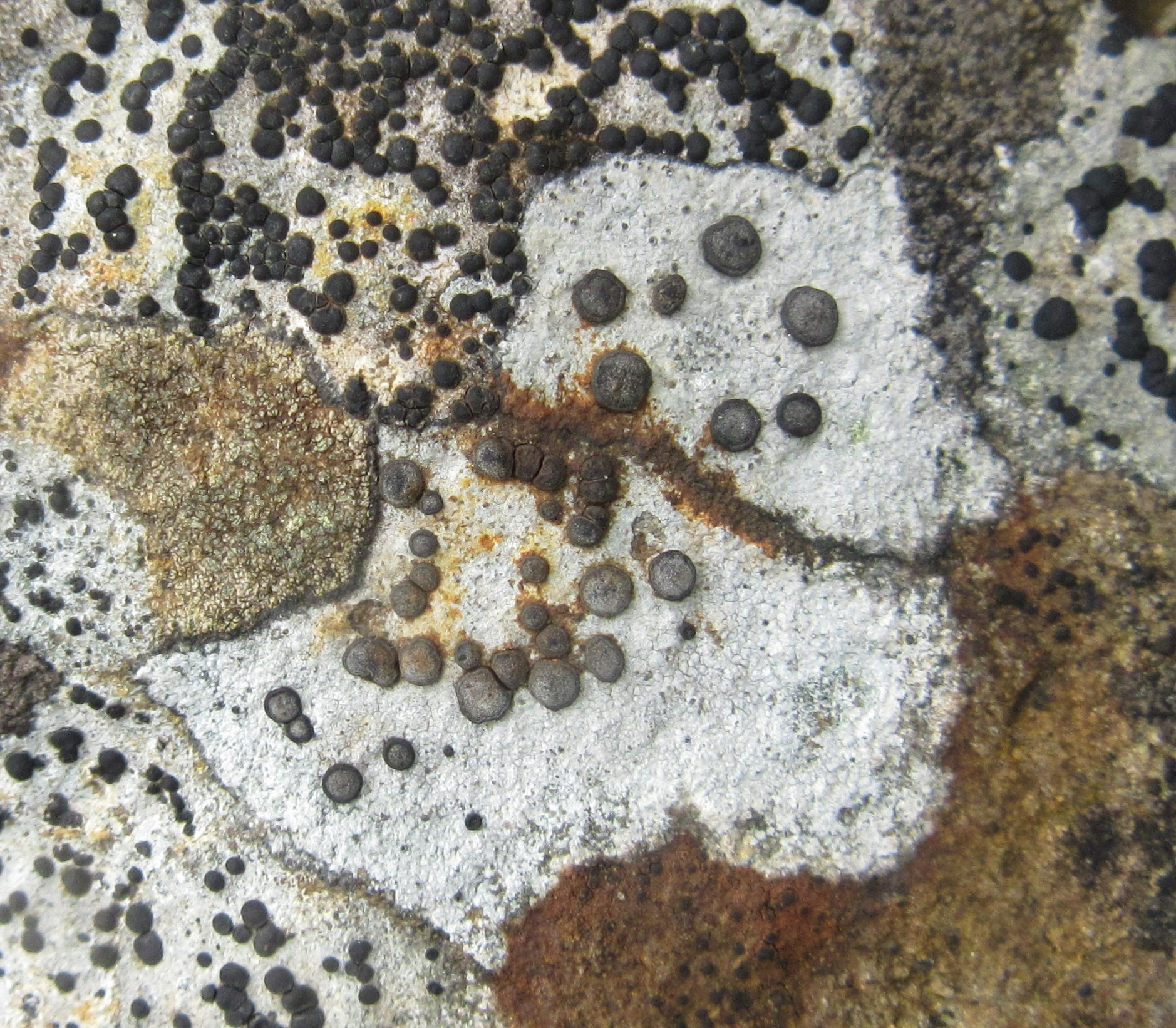 Porpidia platycarpoides