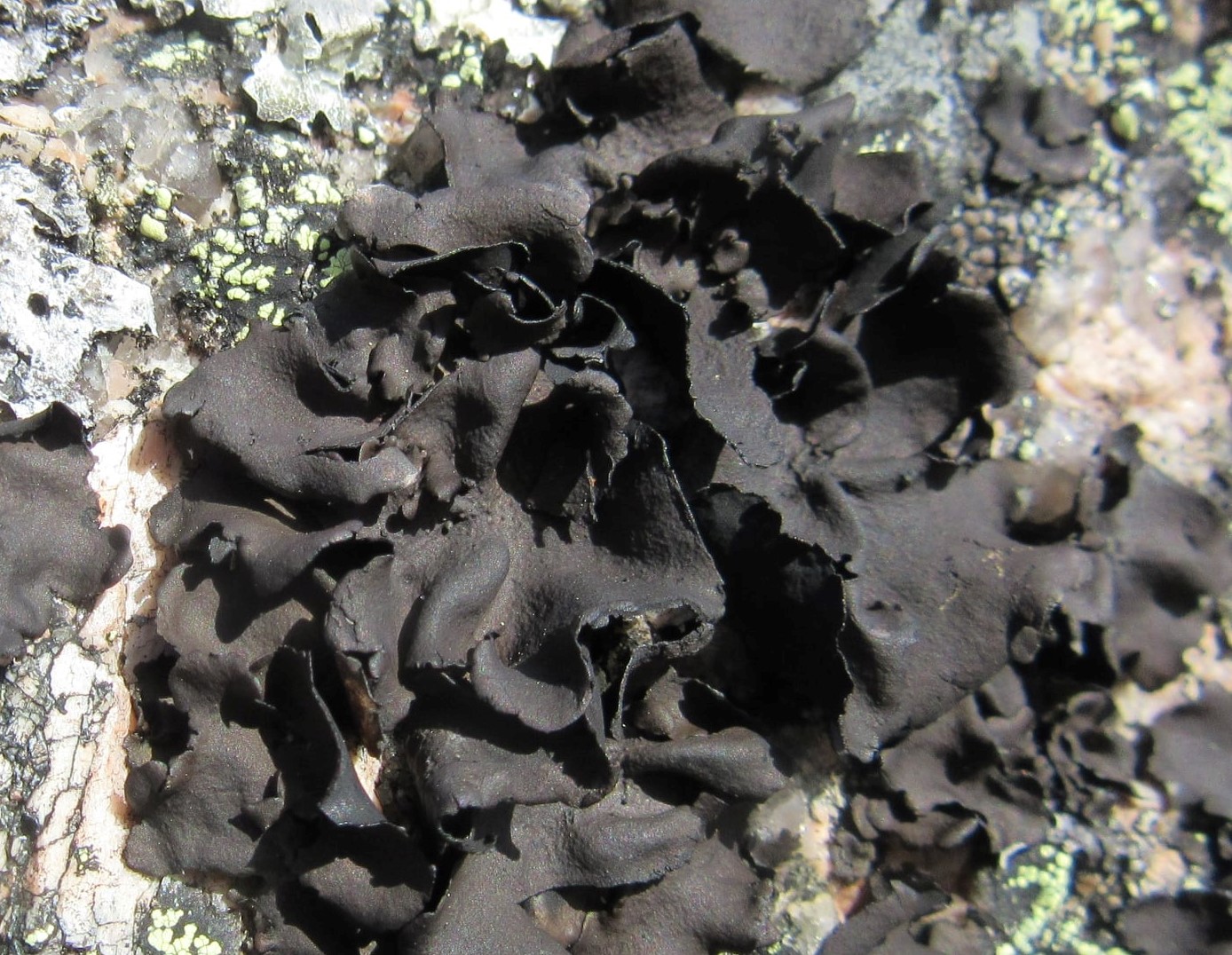 Umbilicaria polyphylla