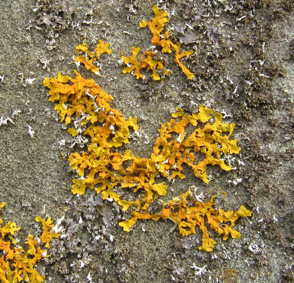 Xanthoria aureola