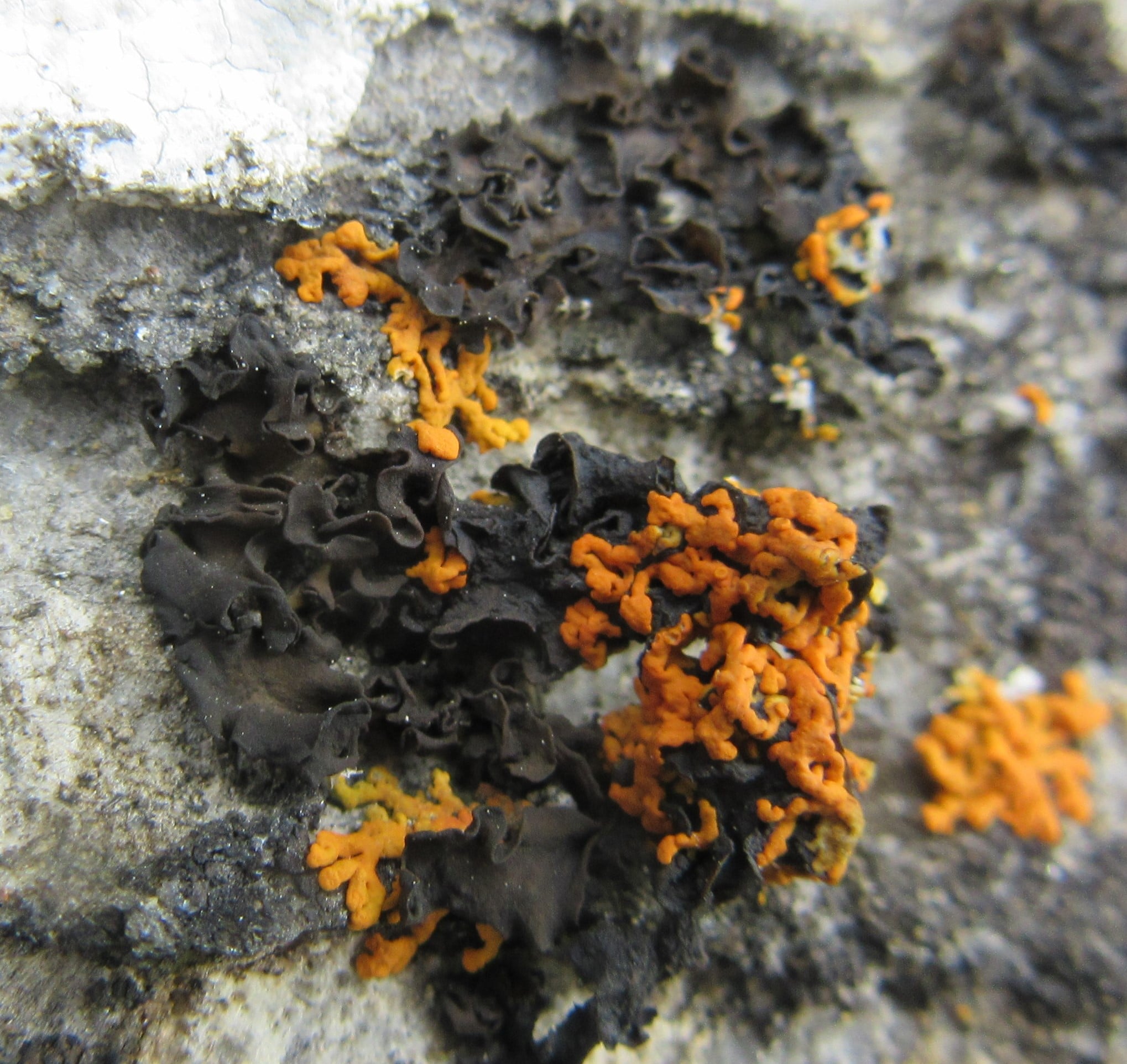 Xanthoria elegans