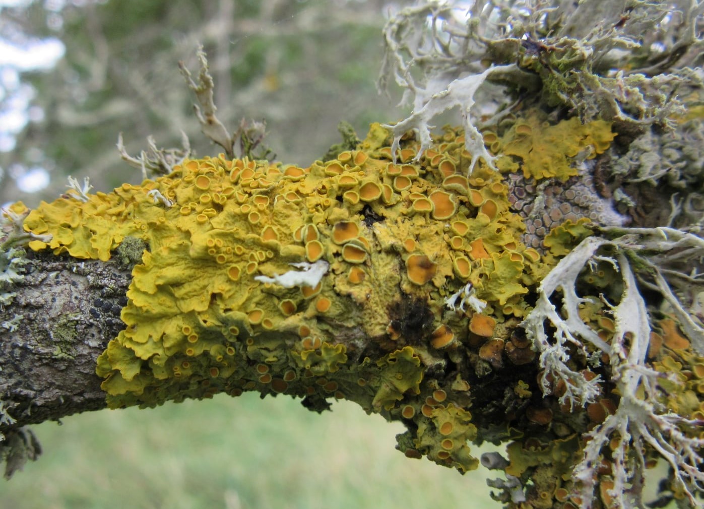 Xanthoria parietina