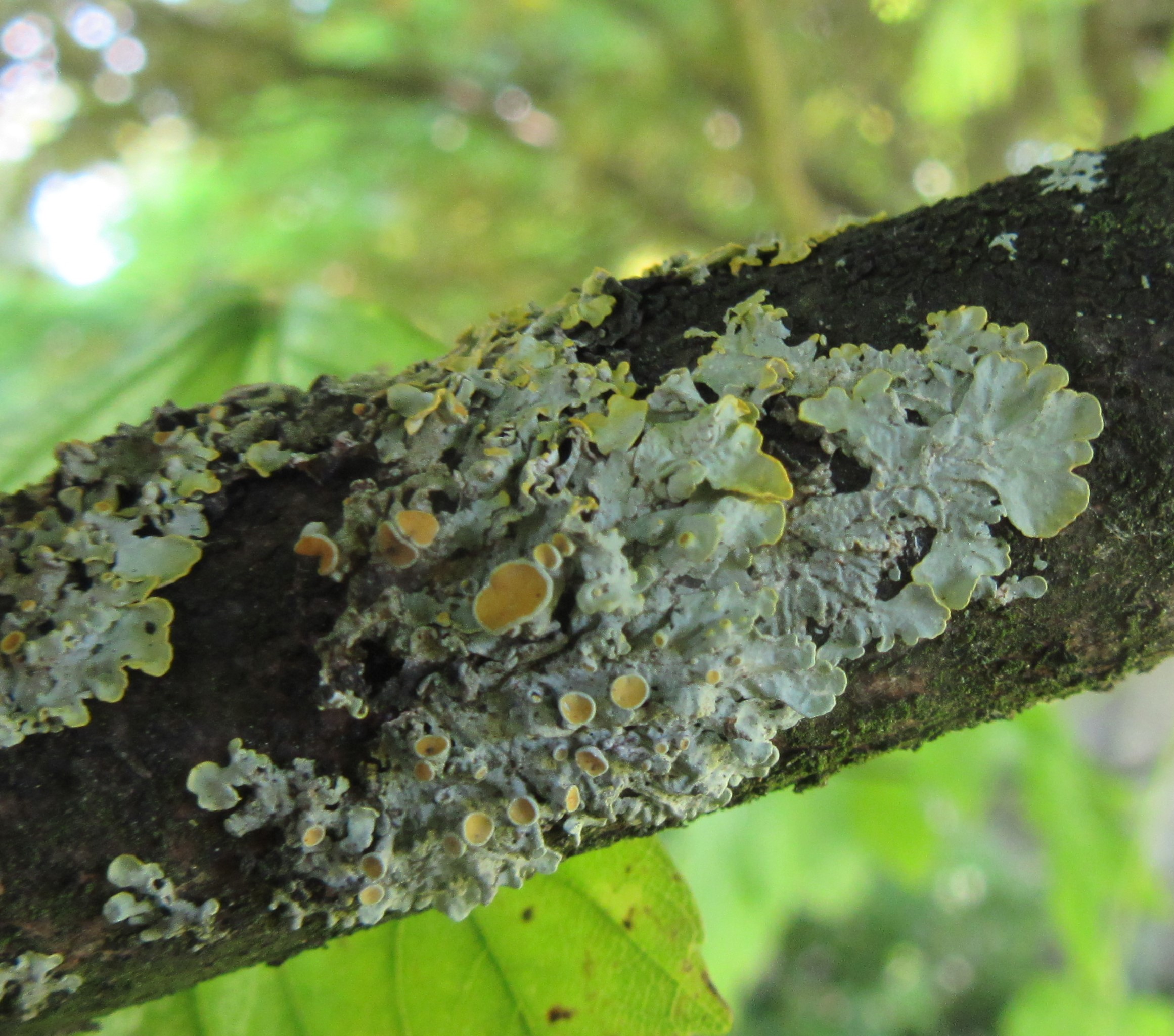 Xanthoria parietina