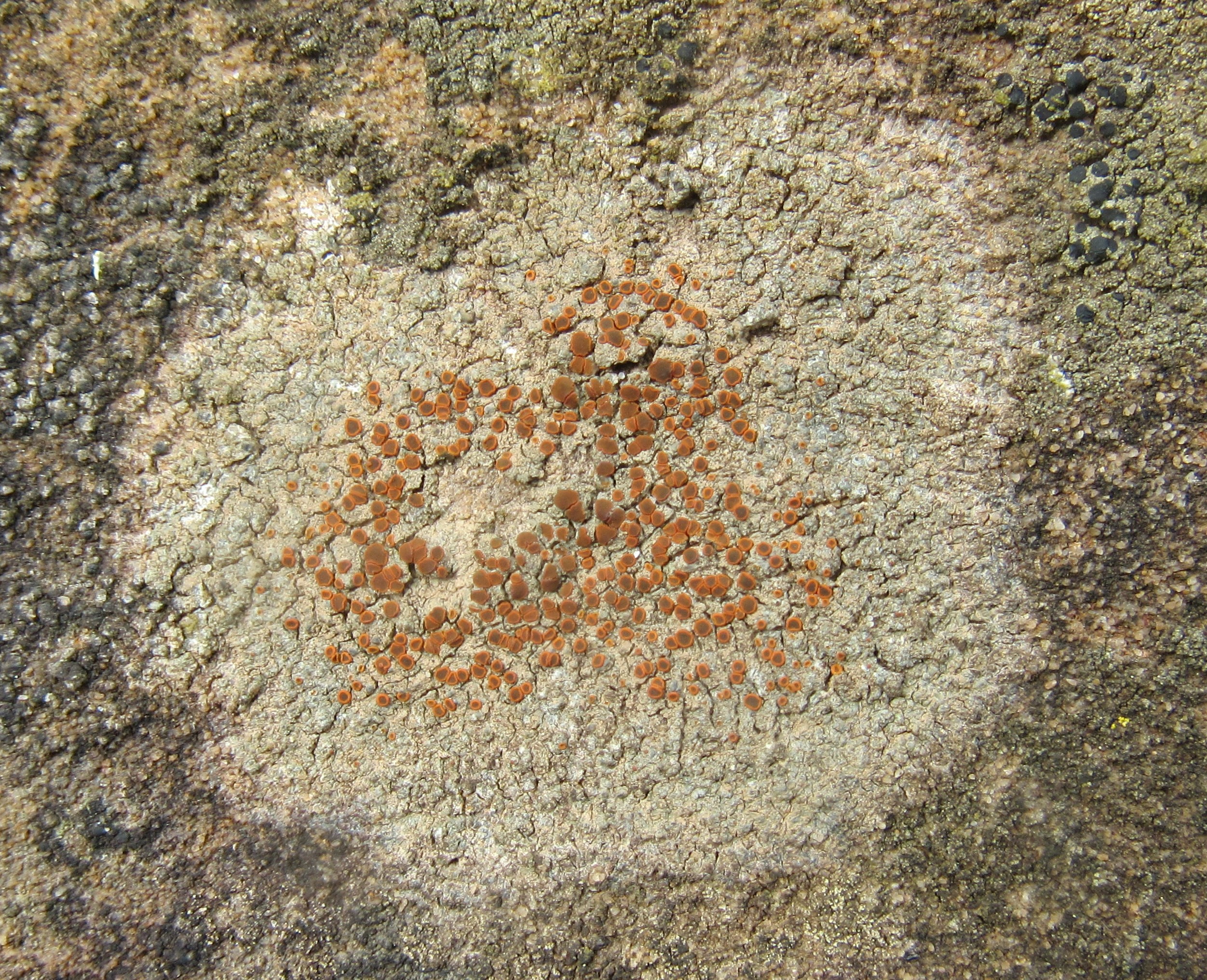 Caloplaca ceracea