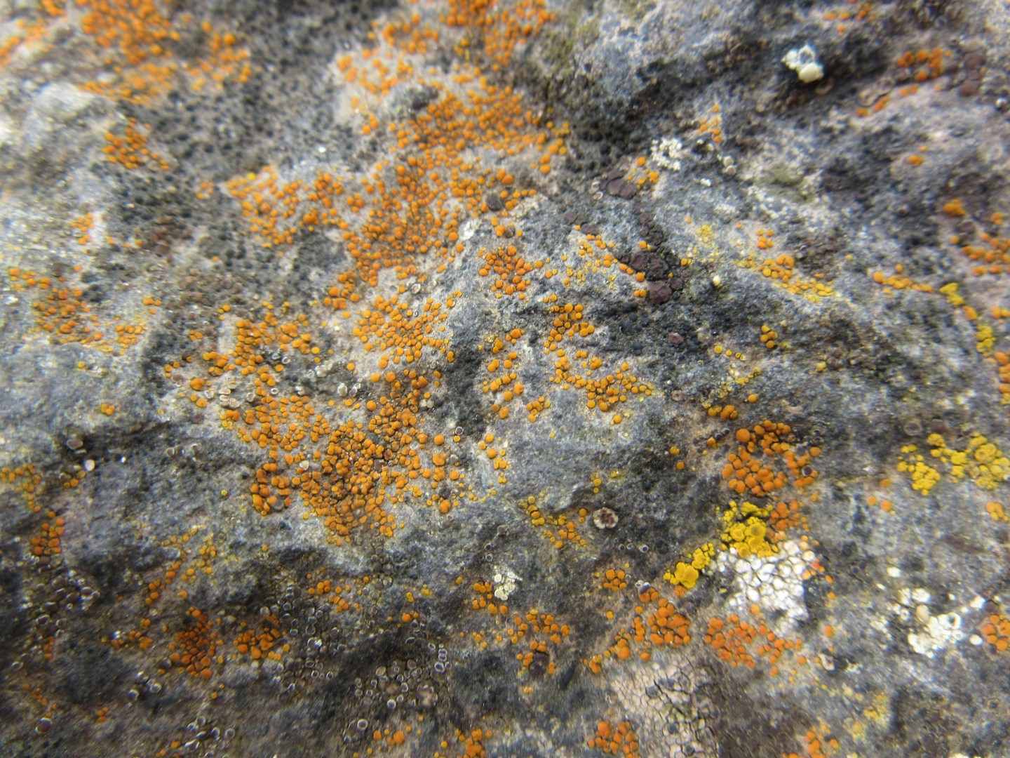 Caloplaca holocarpa