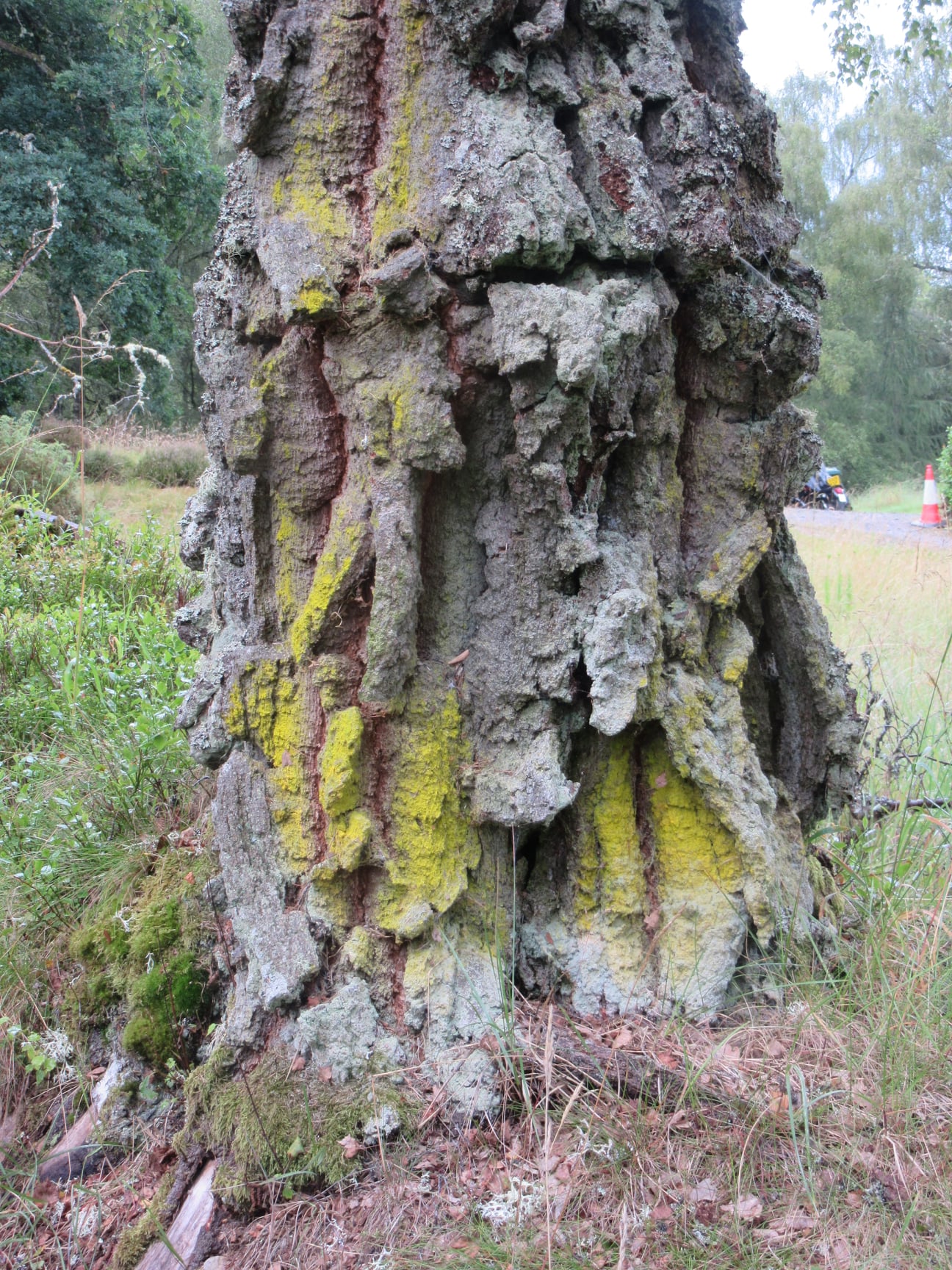 Chrysothrix candelaris