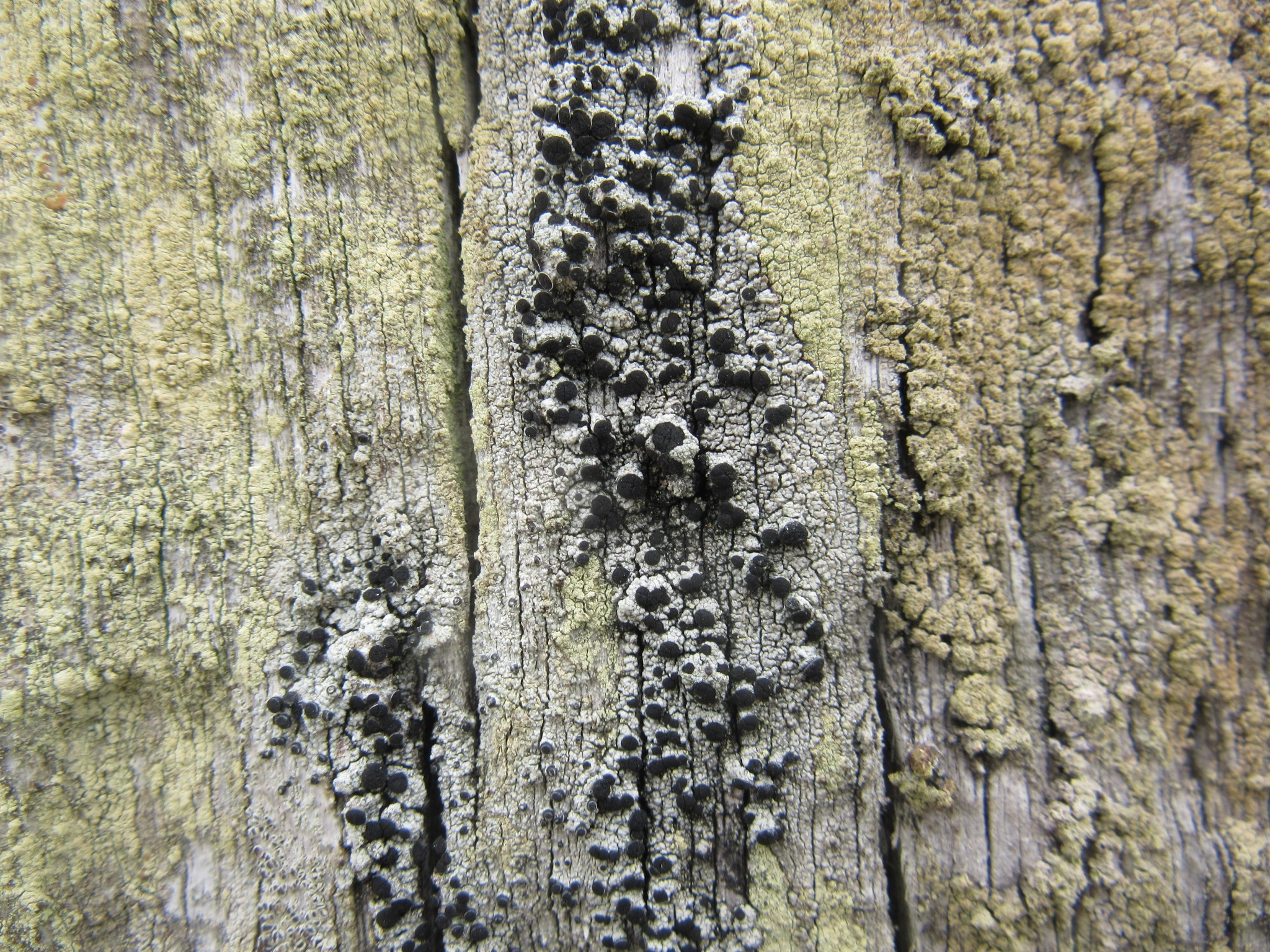Cyphelium inquinans