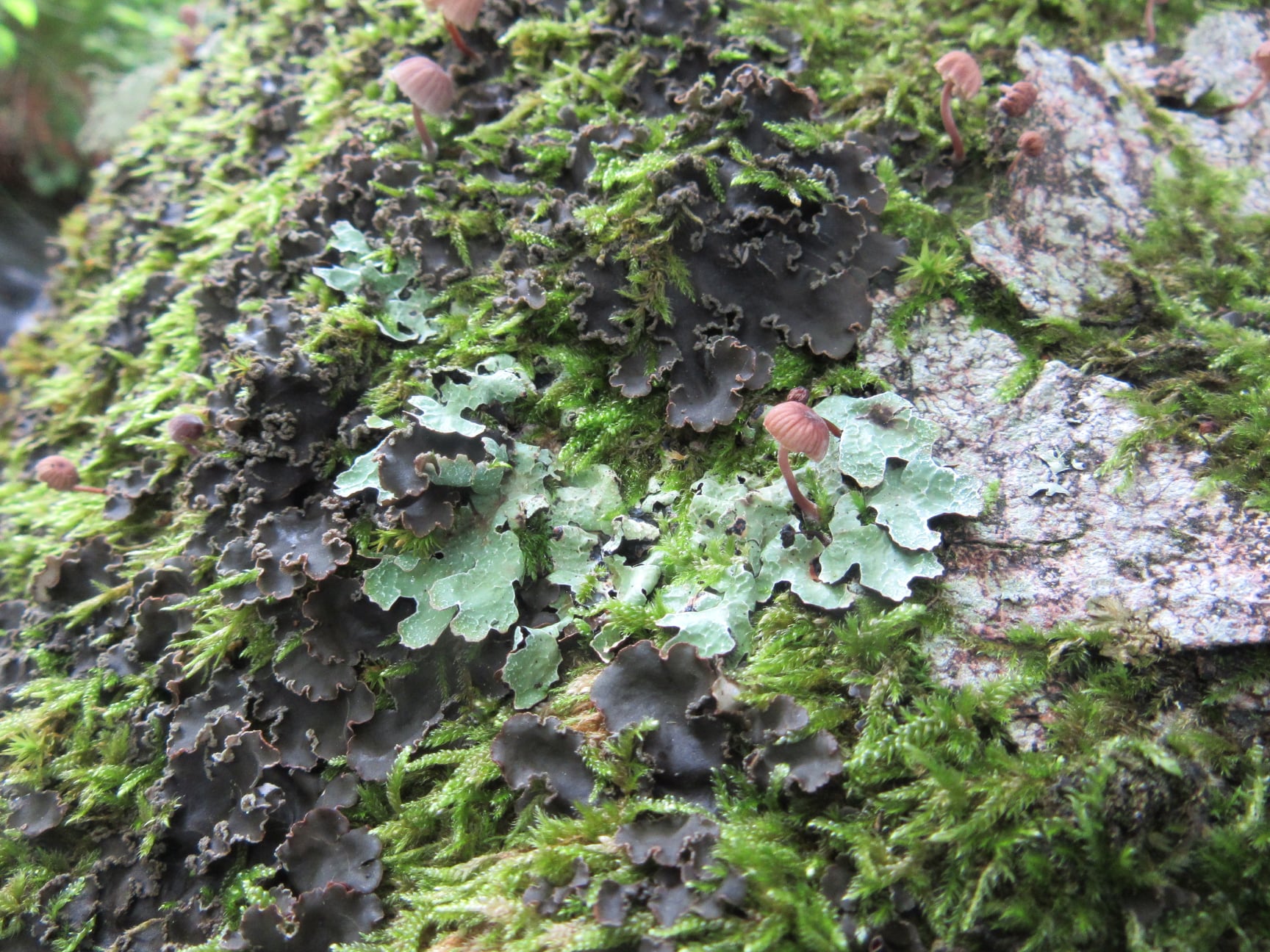 Peltigera collina