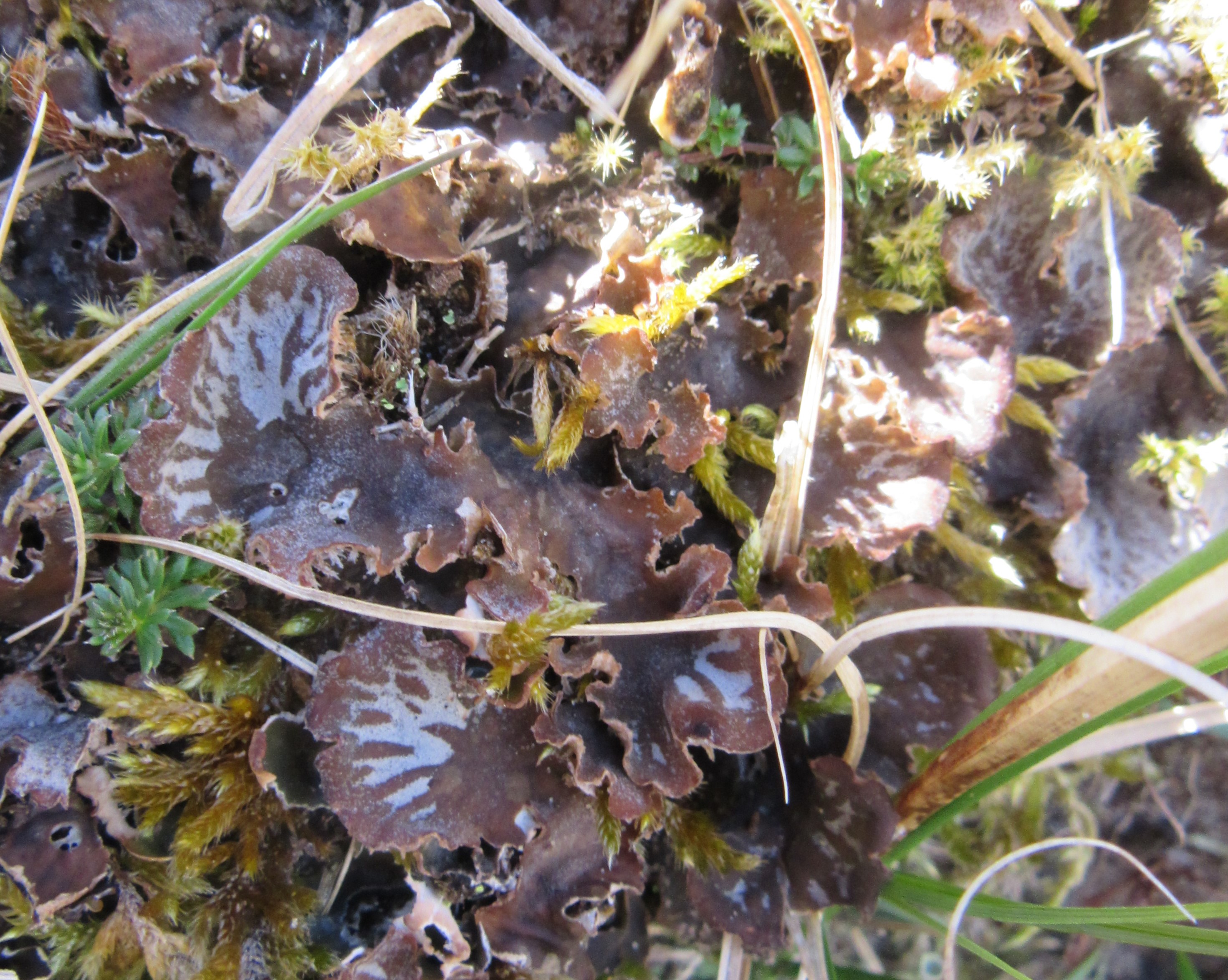 Peltigera didactyla