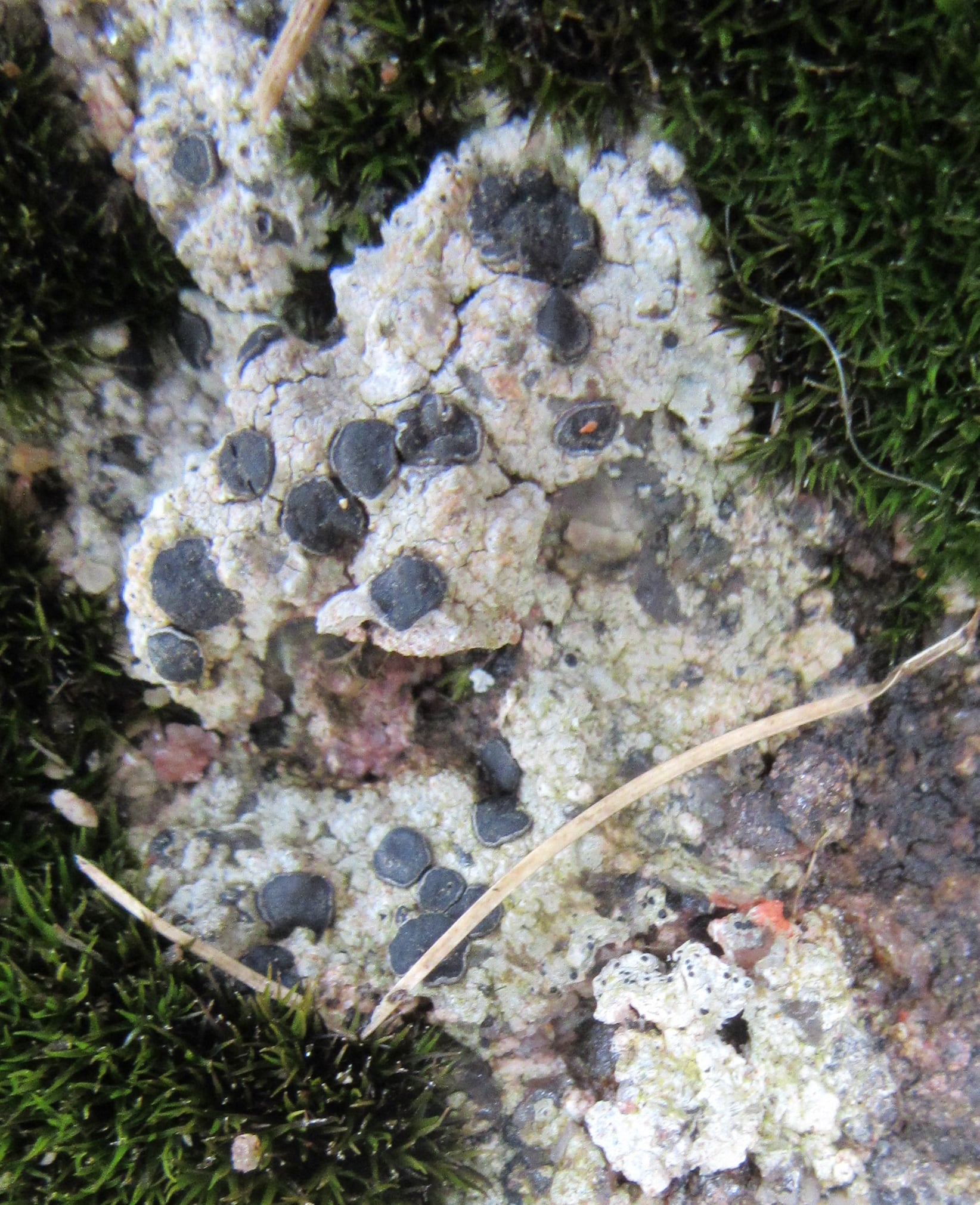 Toninia aromatica