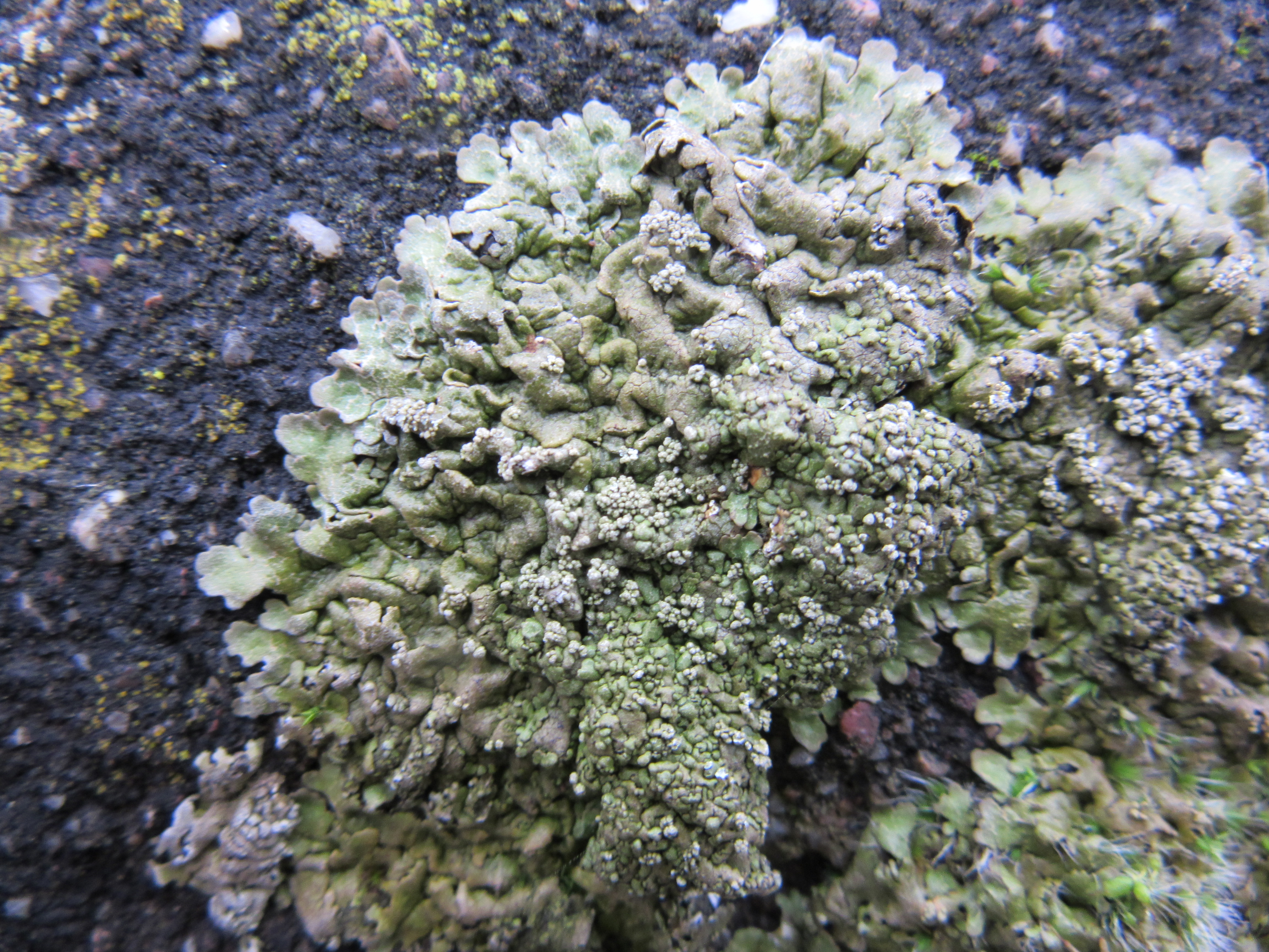 Xanthoparmelia loxodes