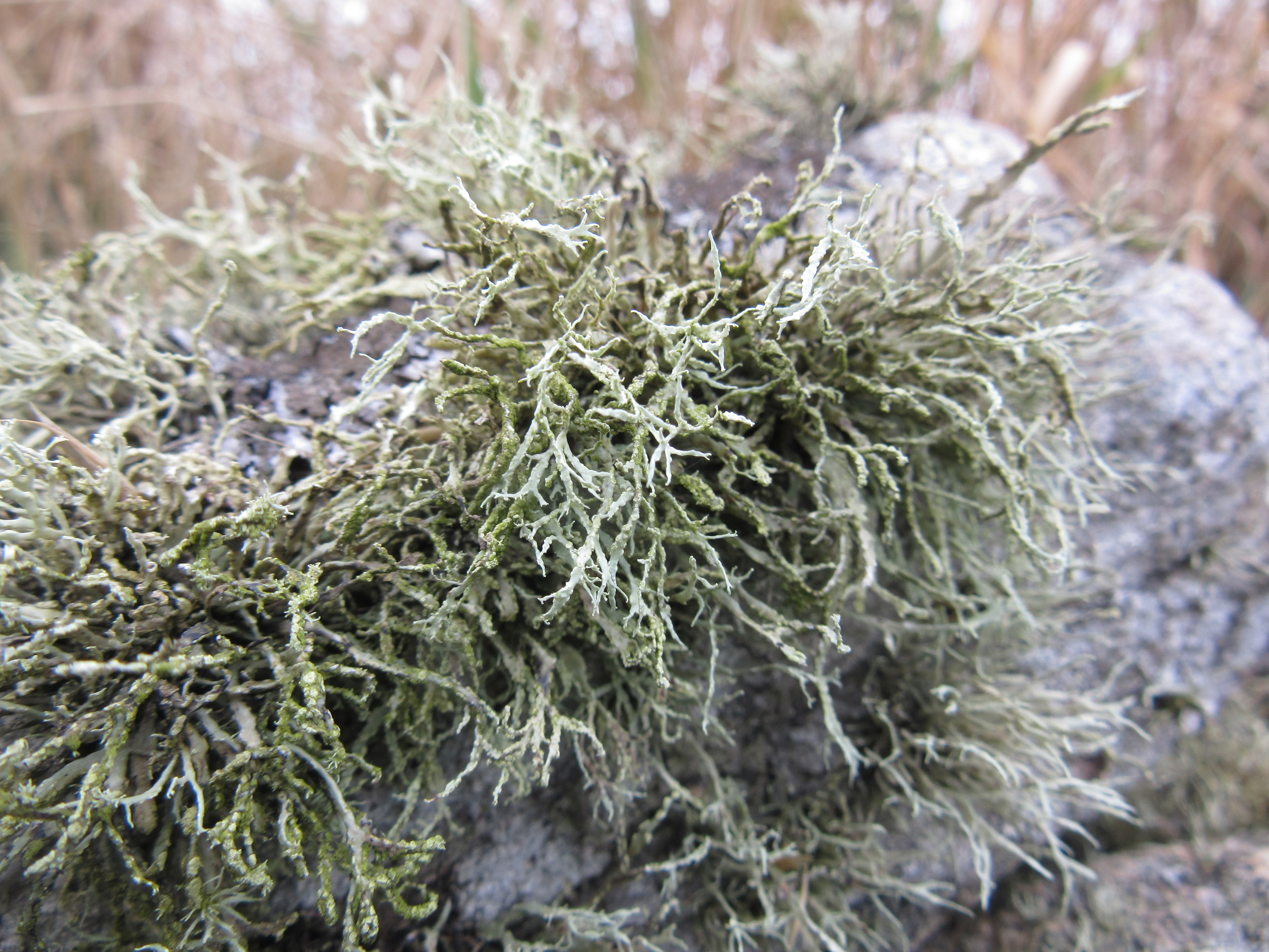 Ramalina subfarinacea