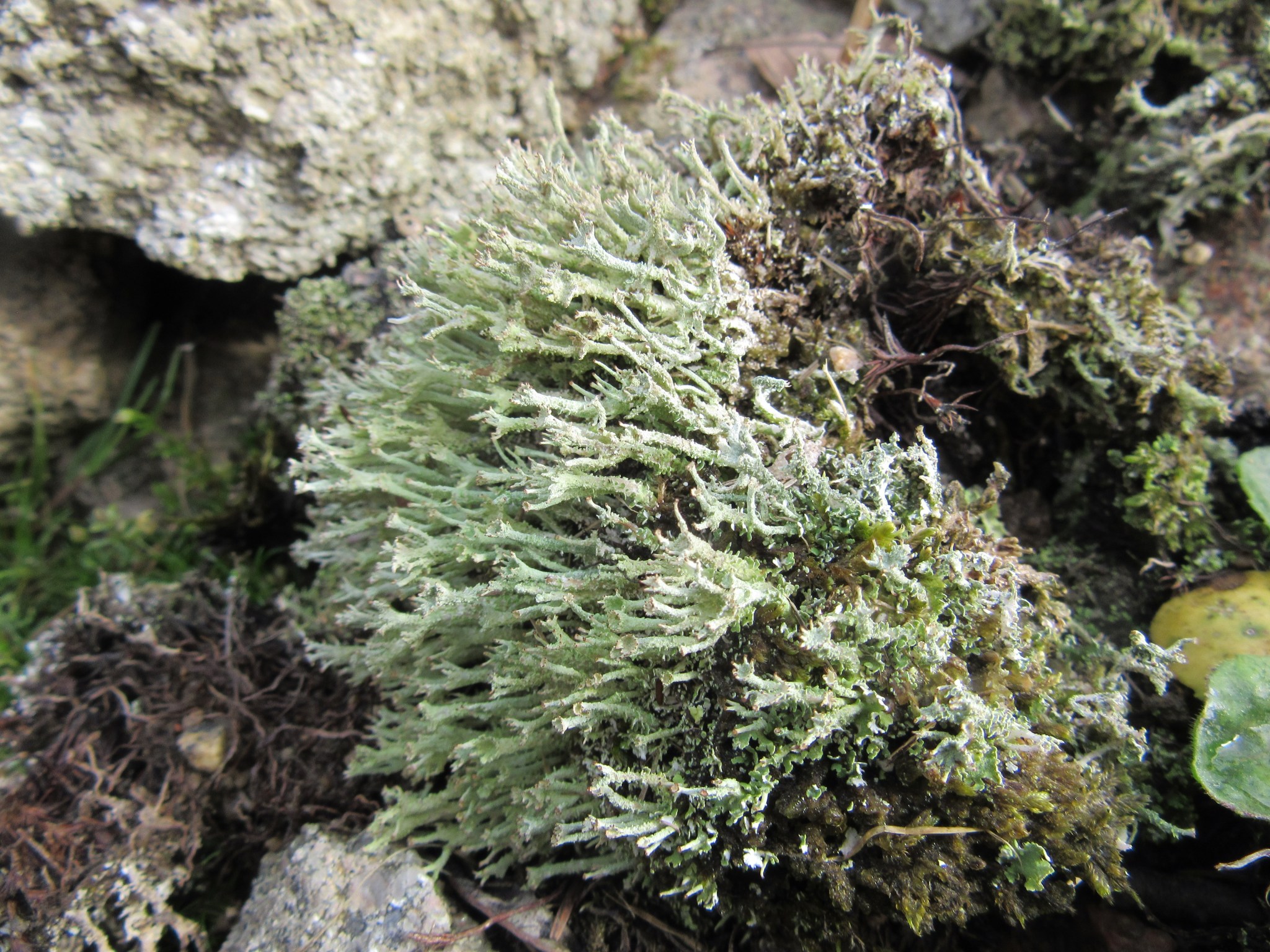 Cladonia squamosa var. squamosa