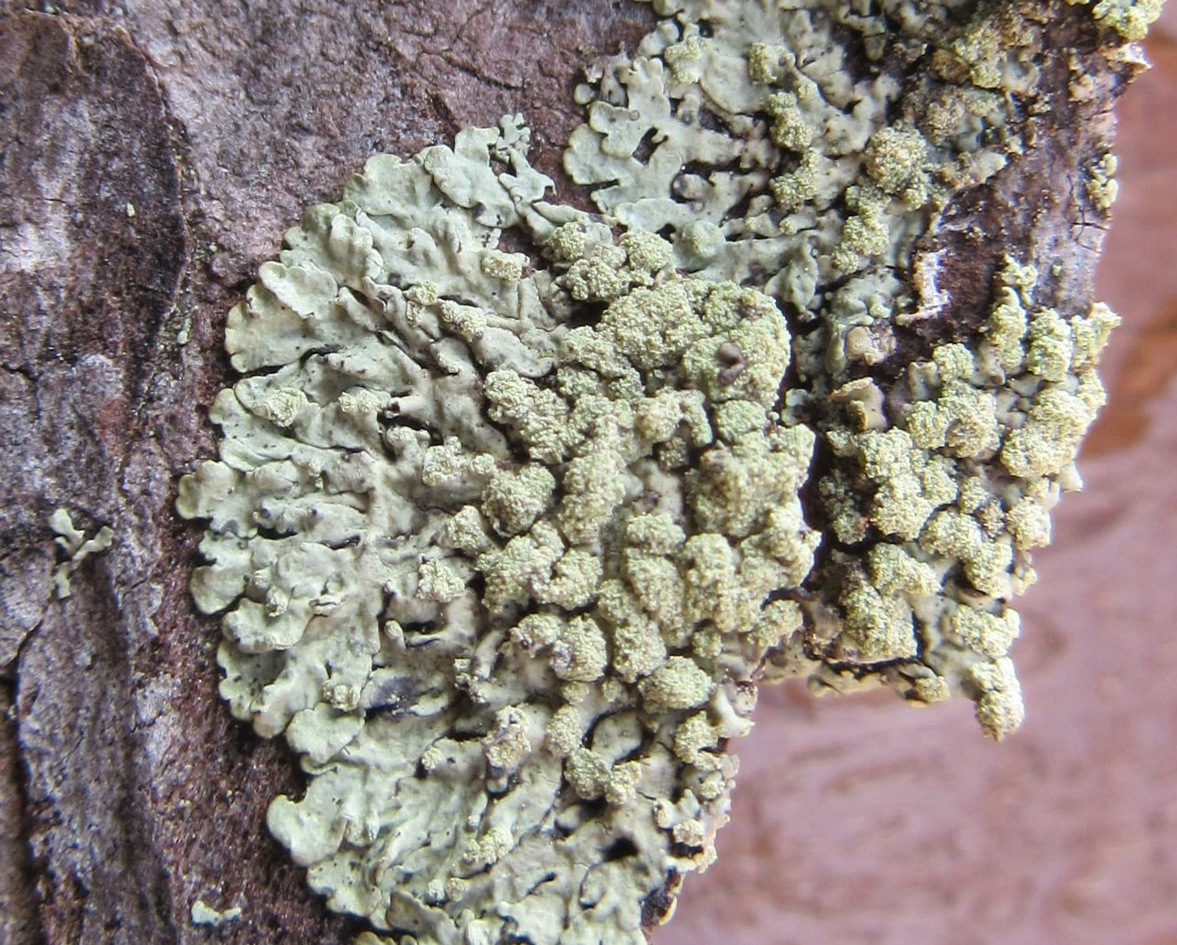 Parmeliopsis ambigua