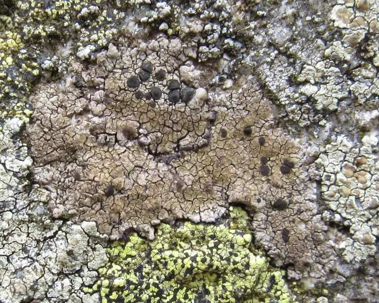 Lecidea fuscoatra