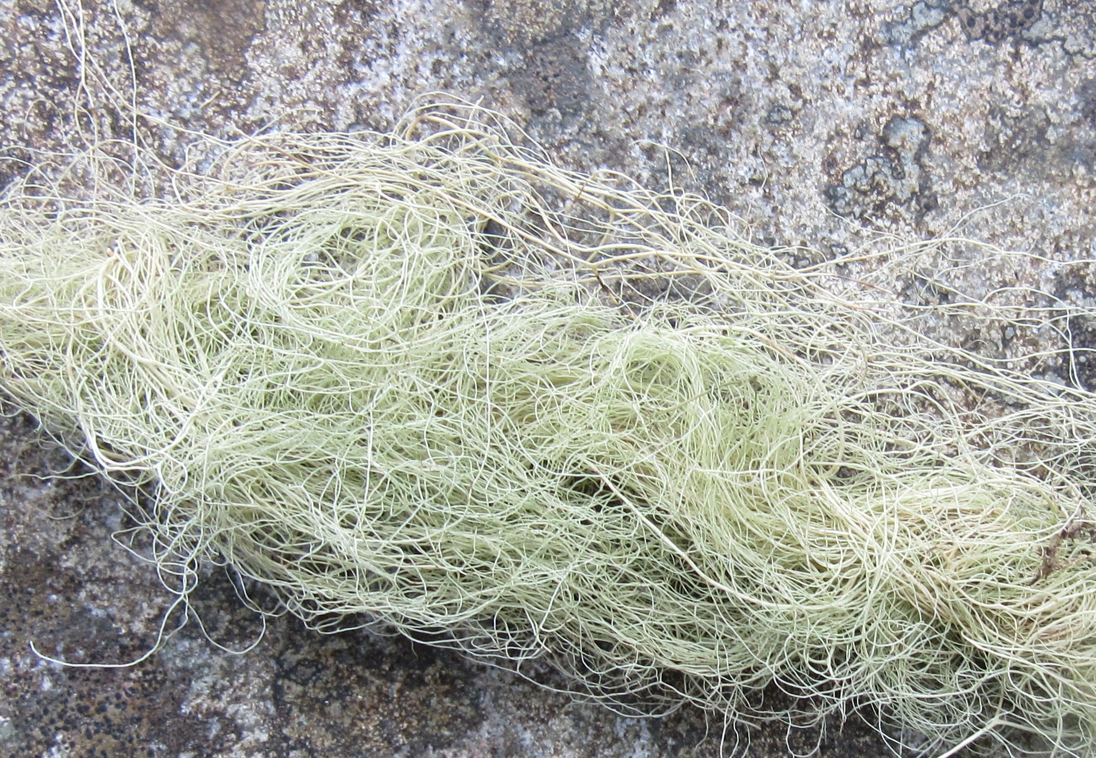 Alectoria sarmentosa subsp. sarmentosa