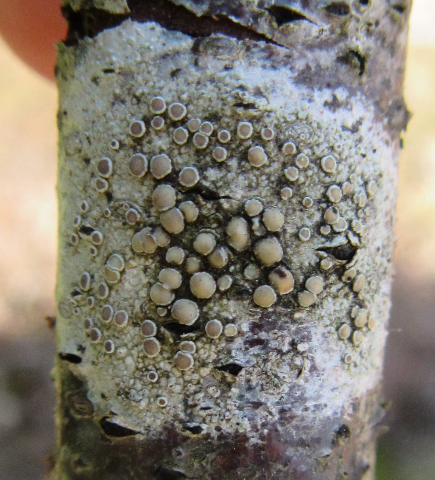 Lecanora confusa