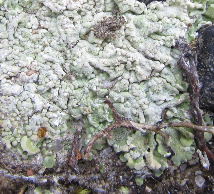 Baeomyces placophyllus
