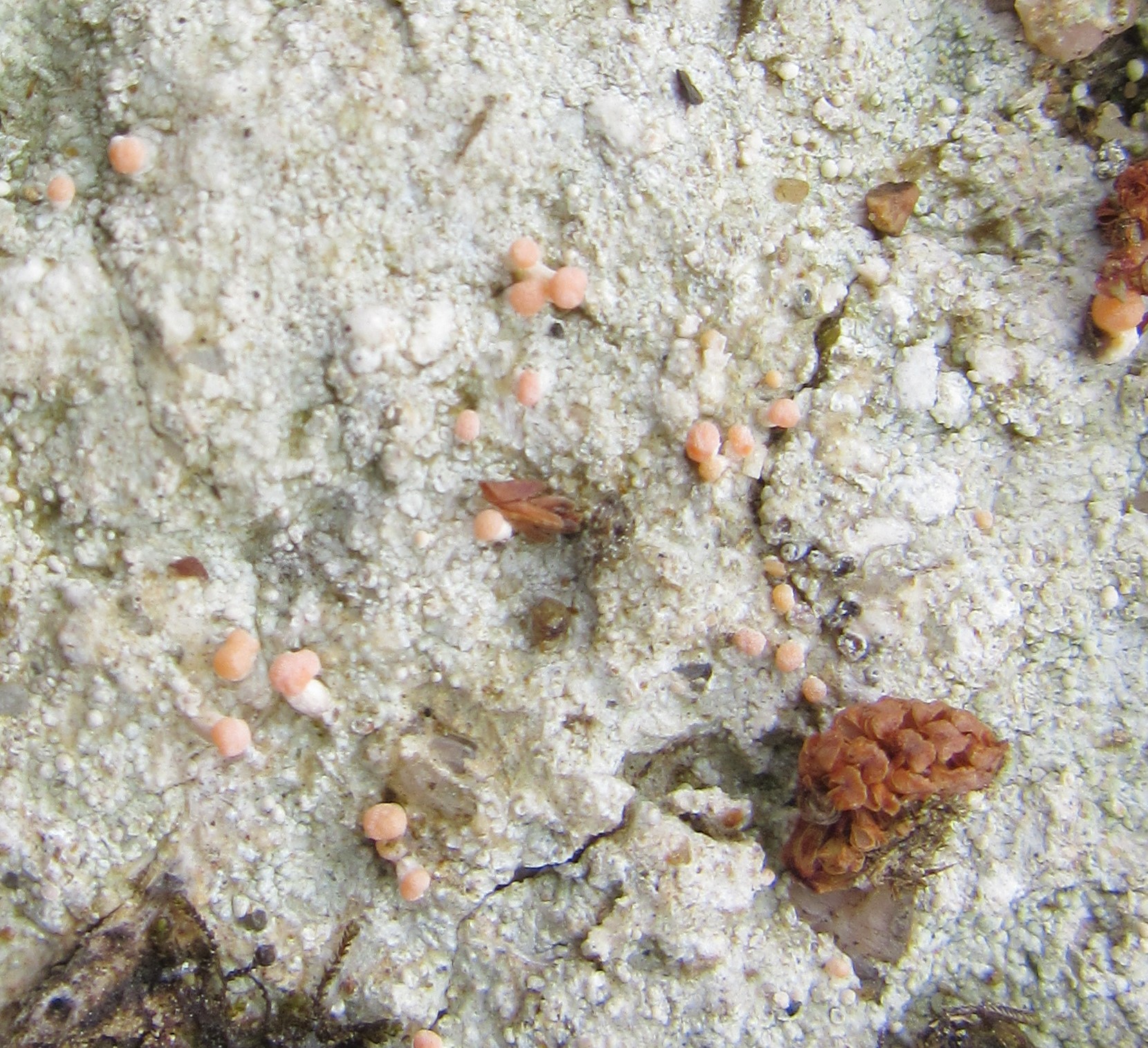 Dibaeis baeomyces