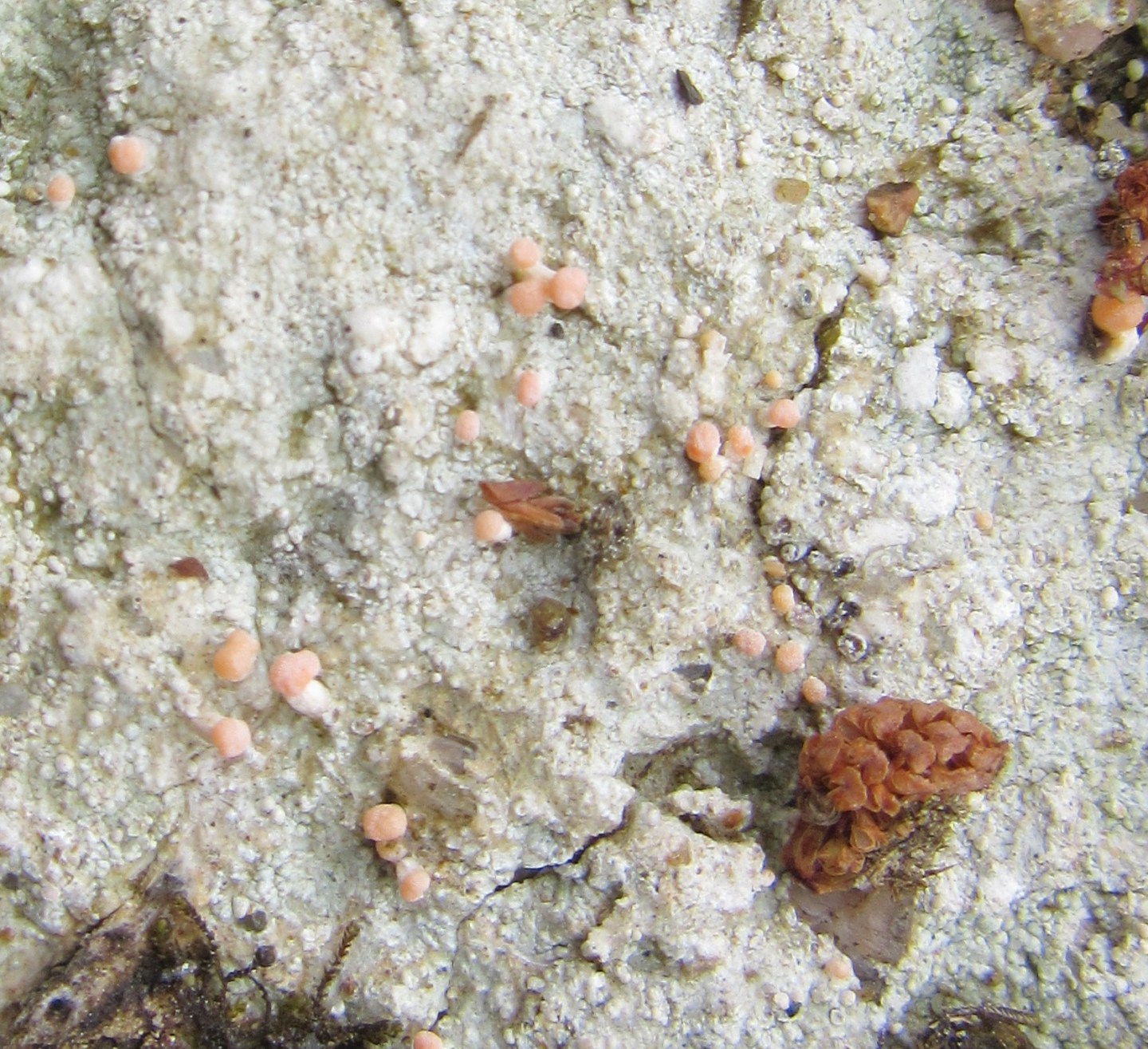 Dibaeis baeomyces