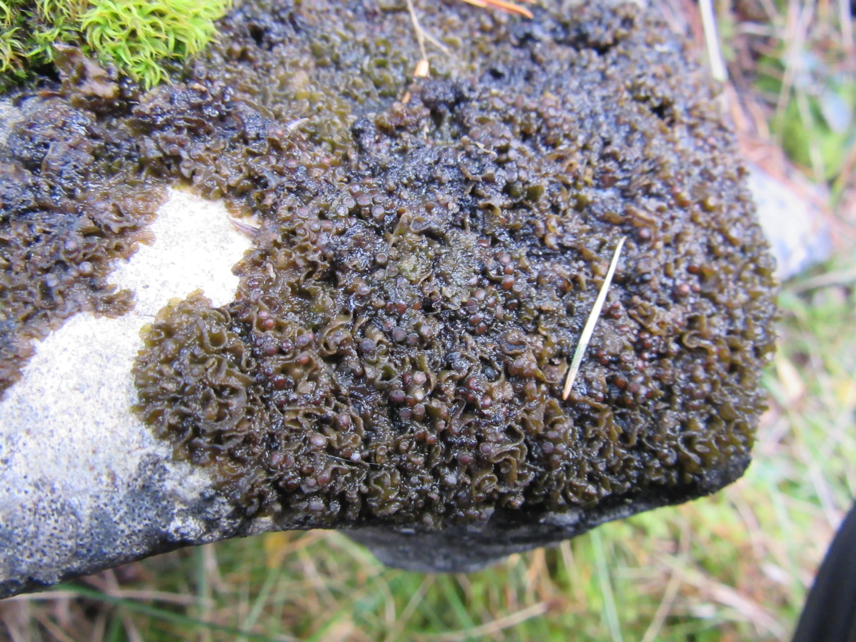 Leptogium gelatinosum