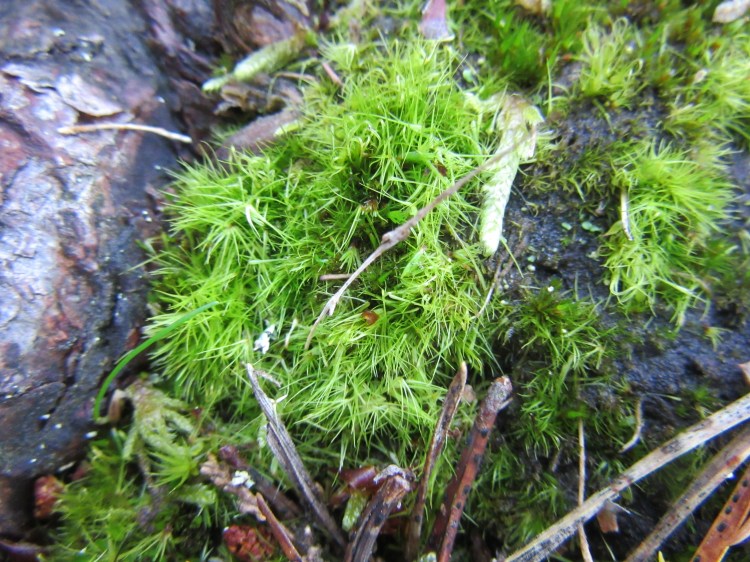 Campylopus pyriformis