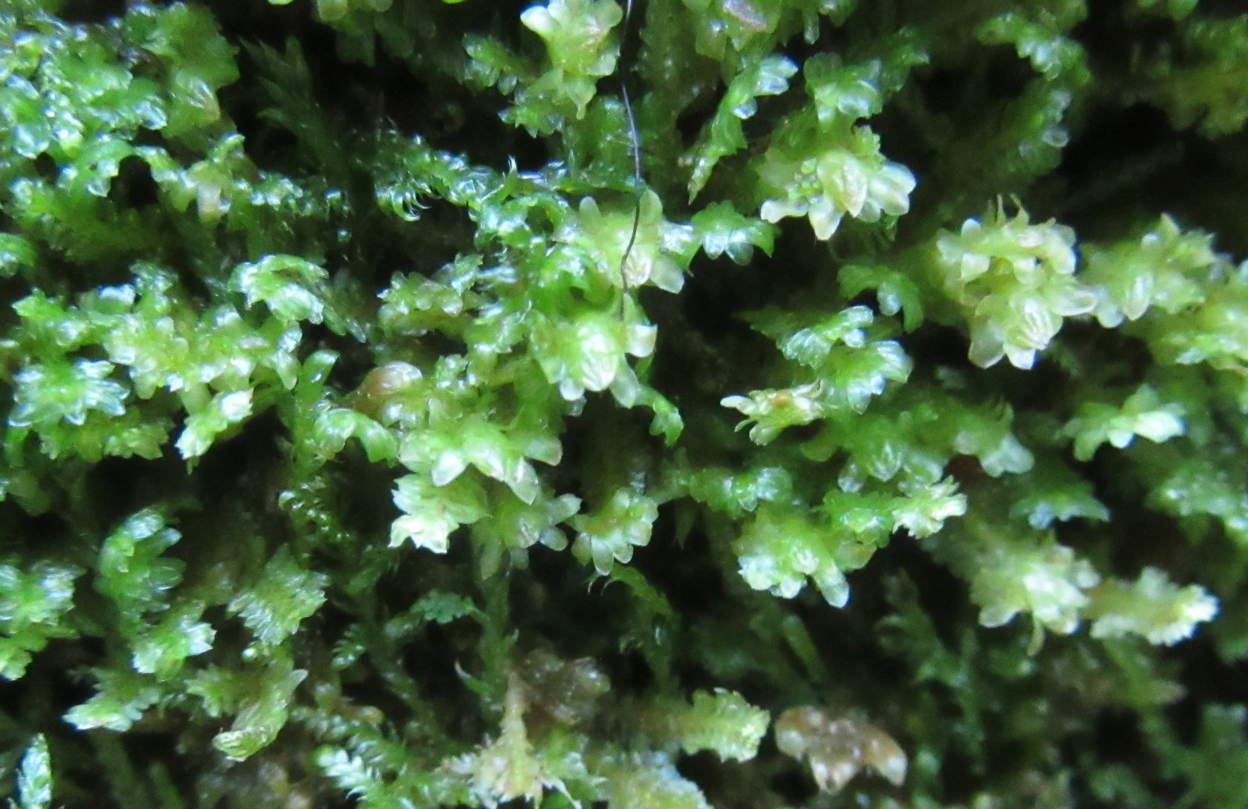 Diplophyllum albicans