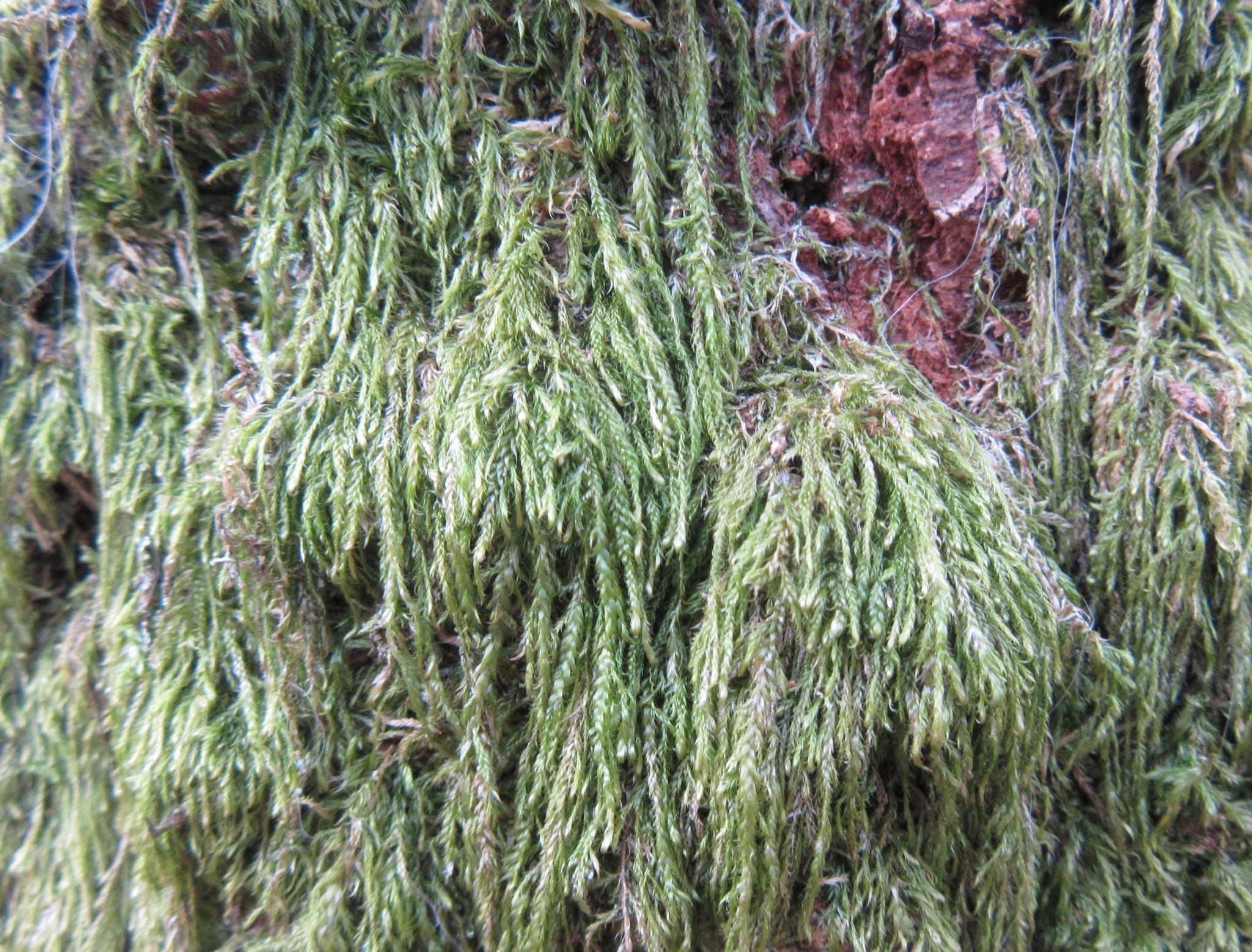 Hypnum andoi