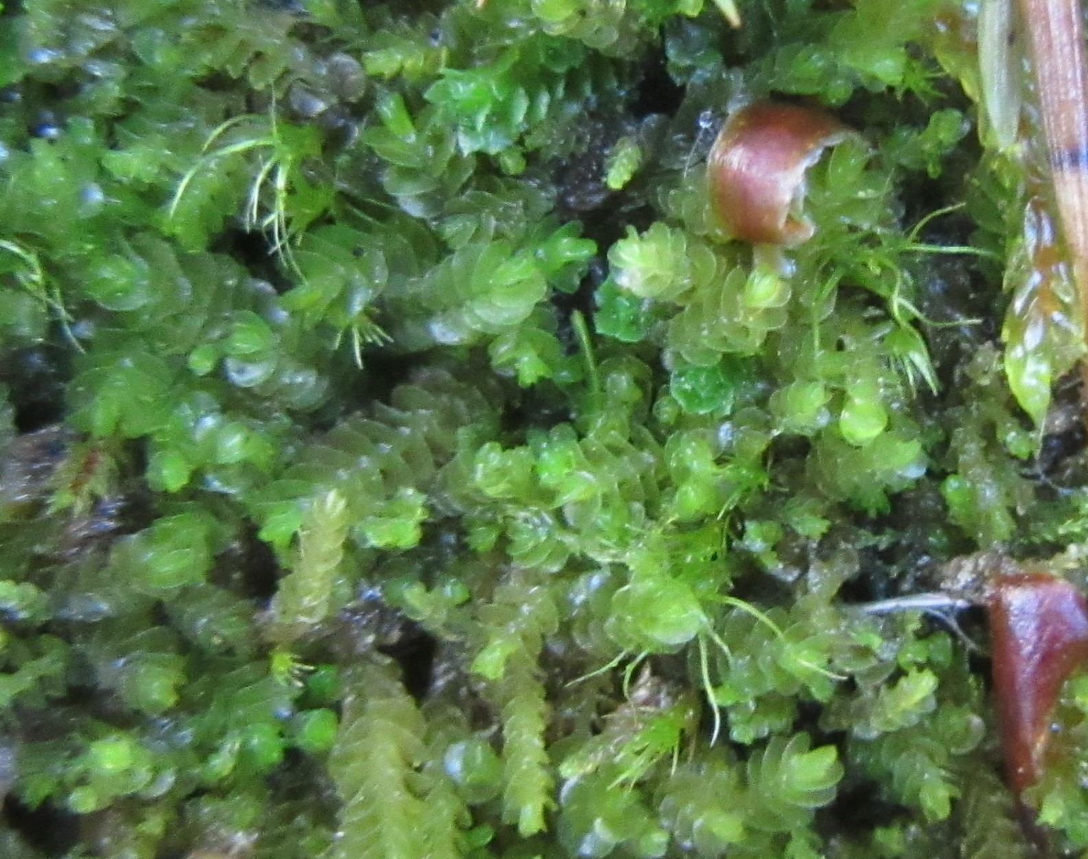 Nardia scalaris