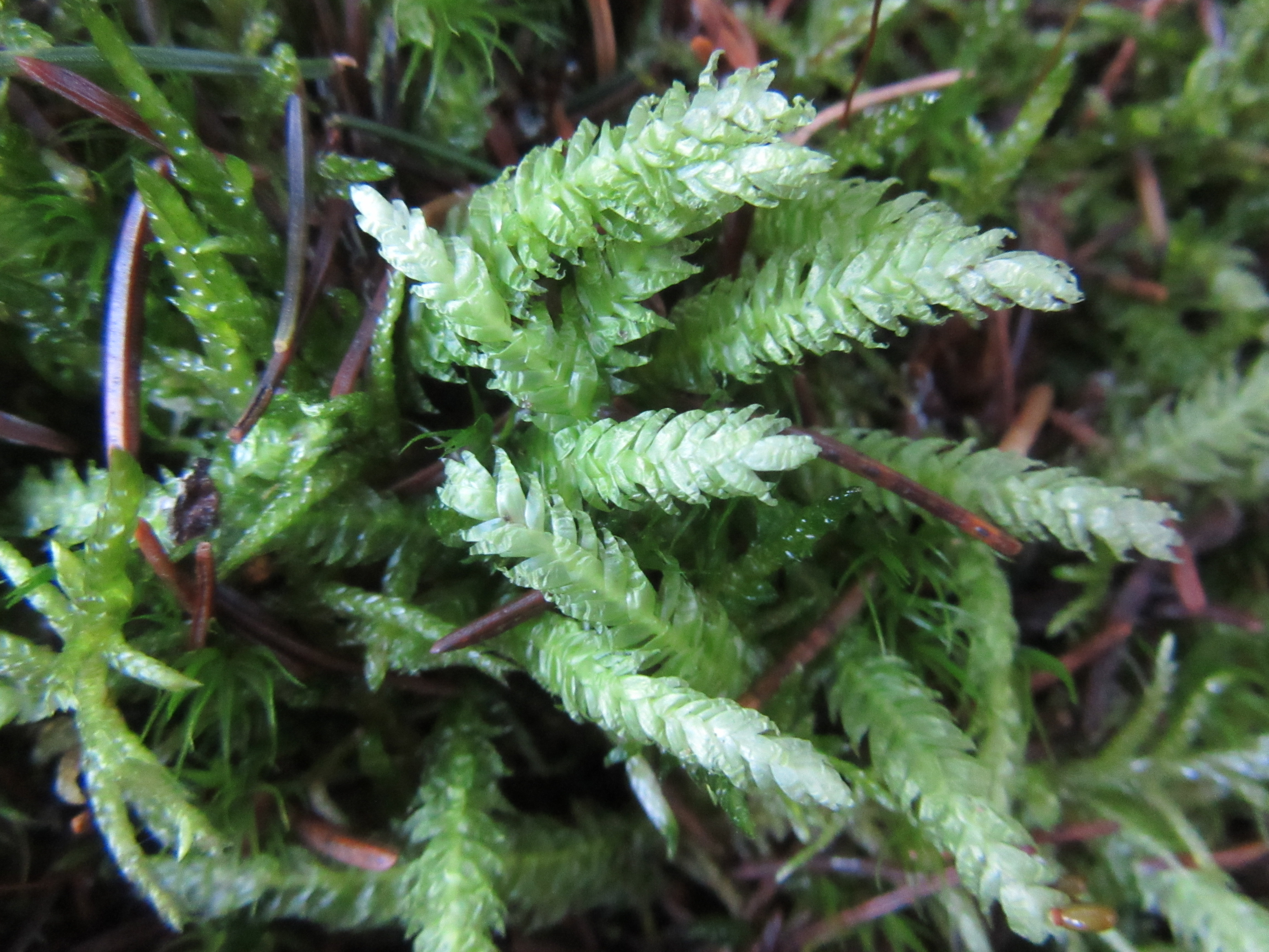 Plagiothecium undulatum