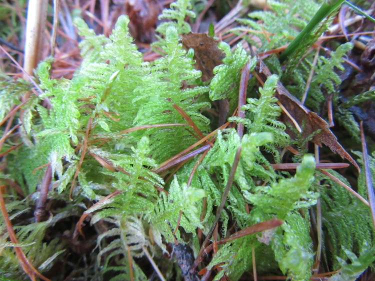 Ptilium crista-castrensis