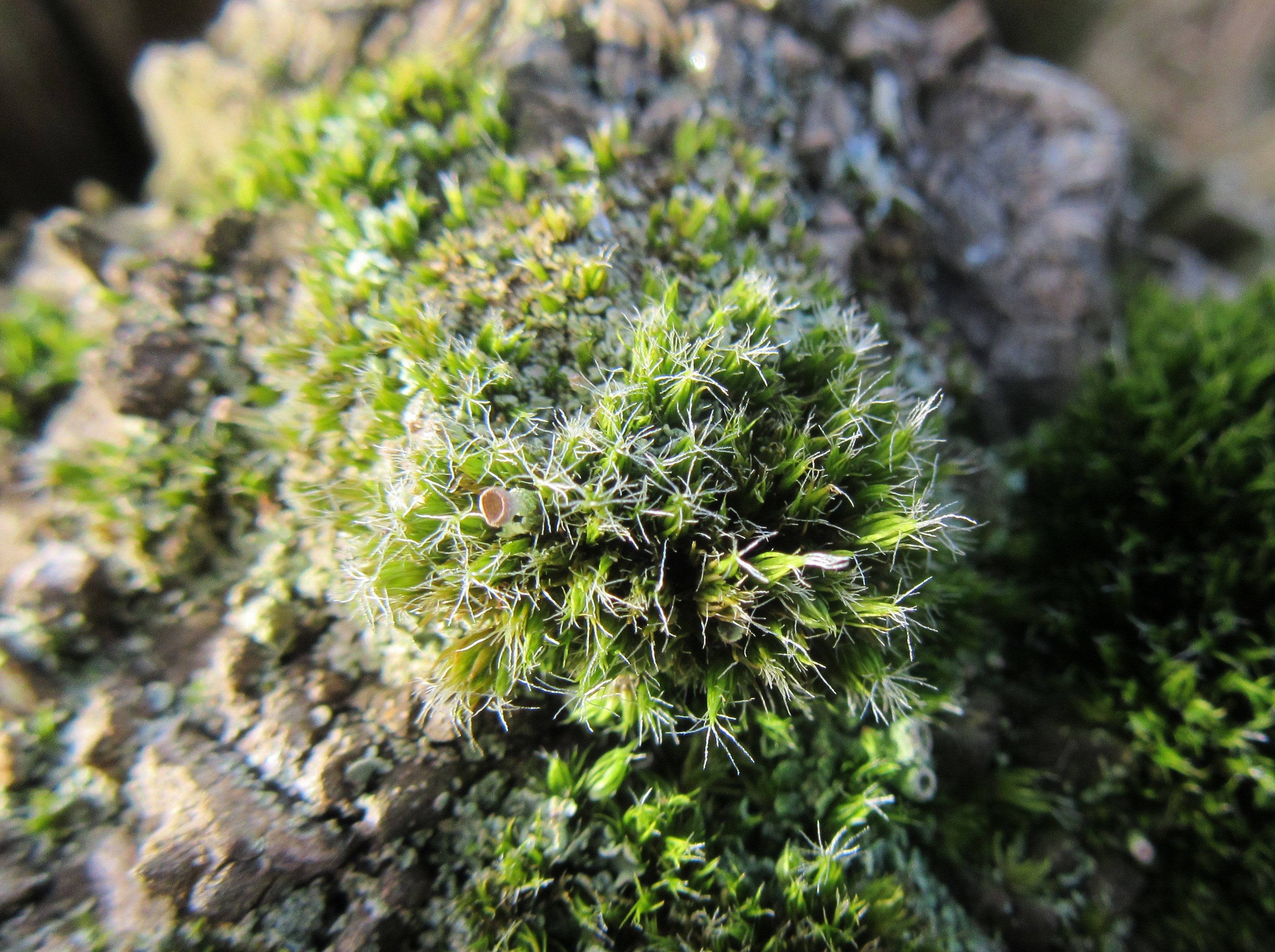 Campylopus introflexus