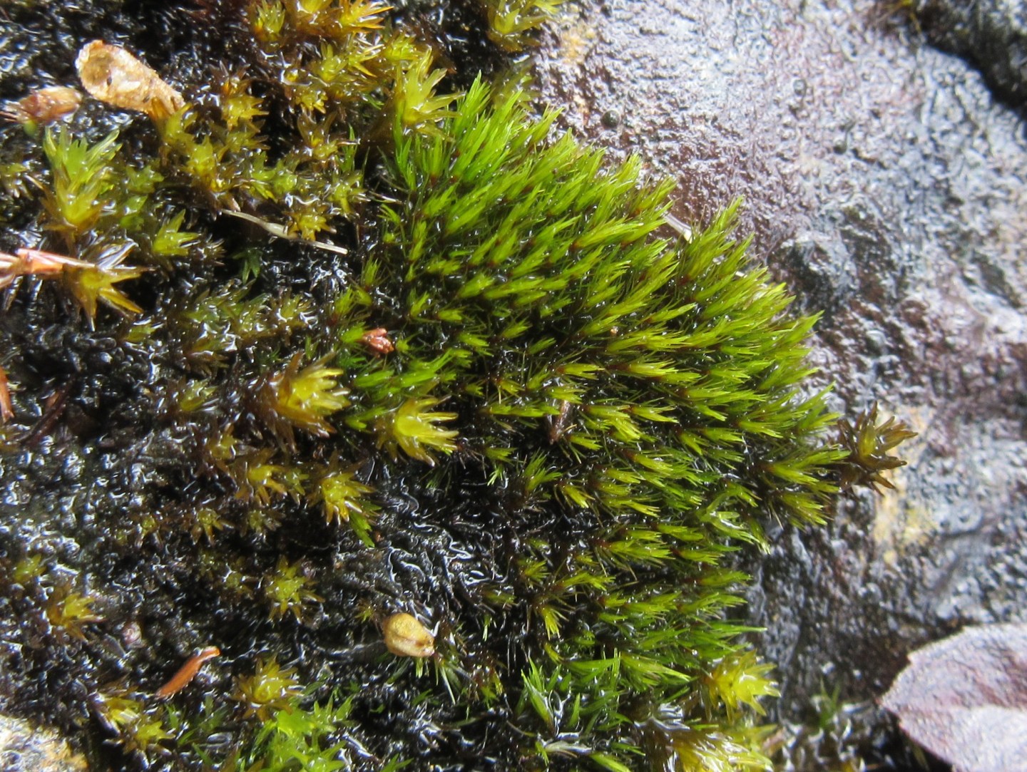 Blindia acuta