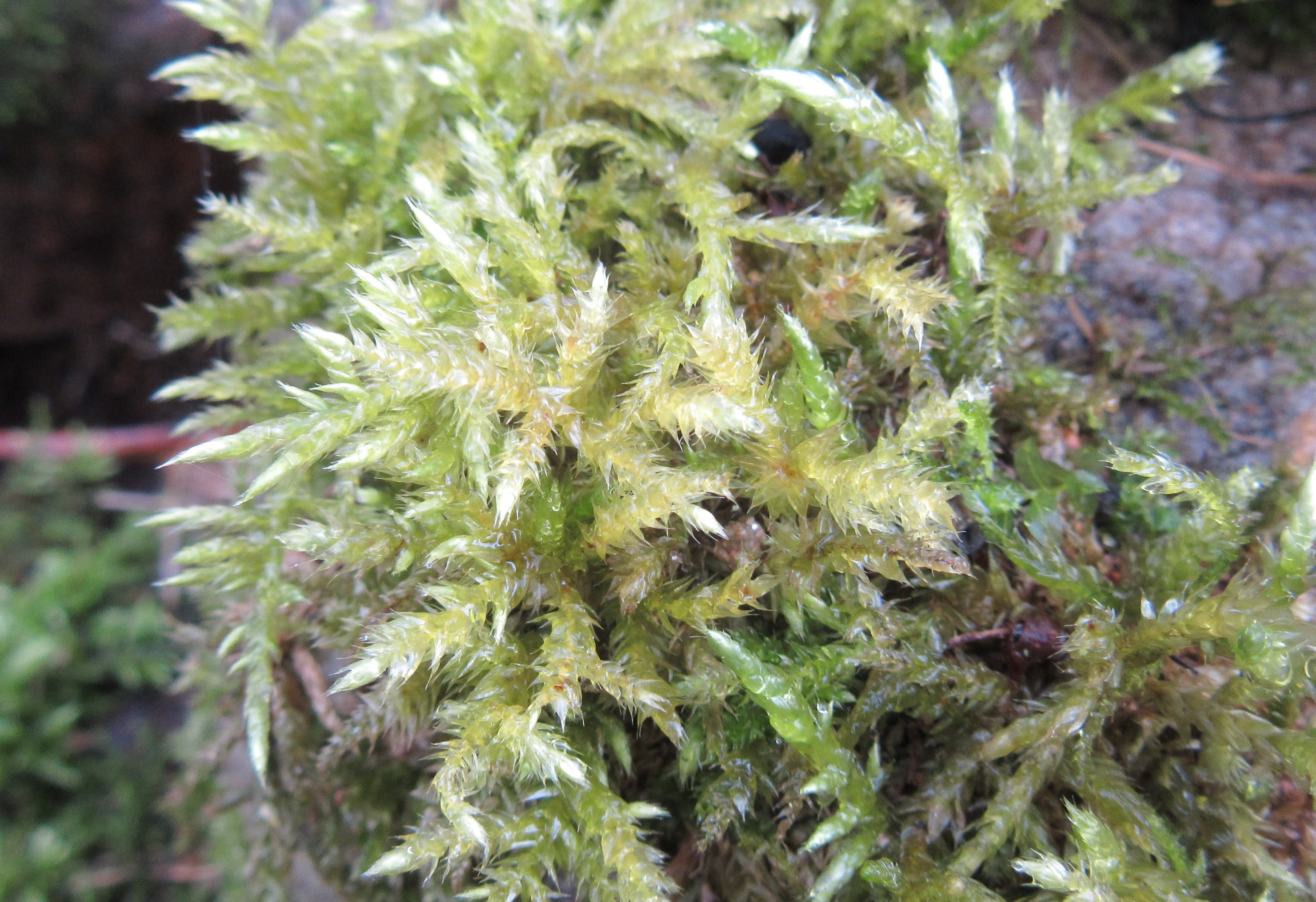 Brachythecium rutabulum