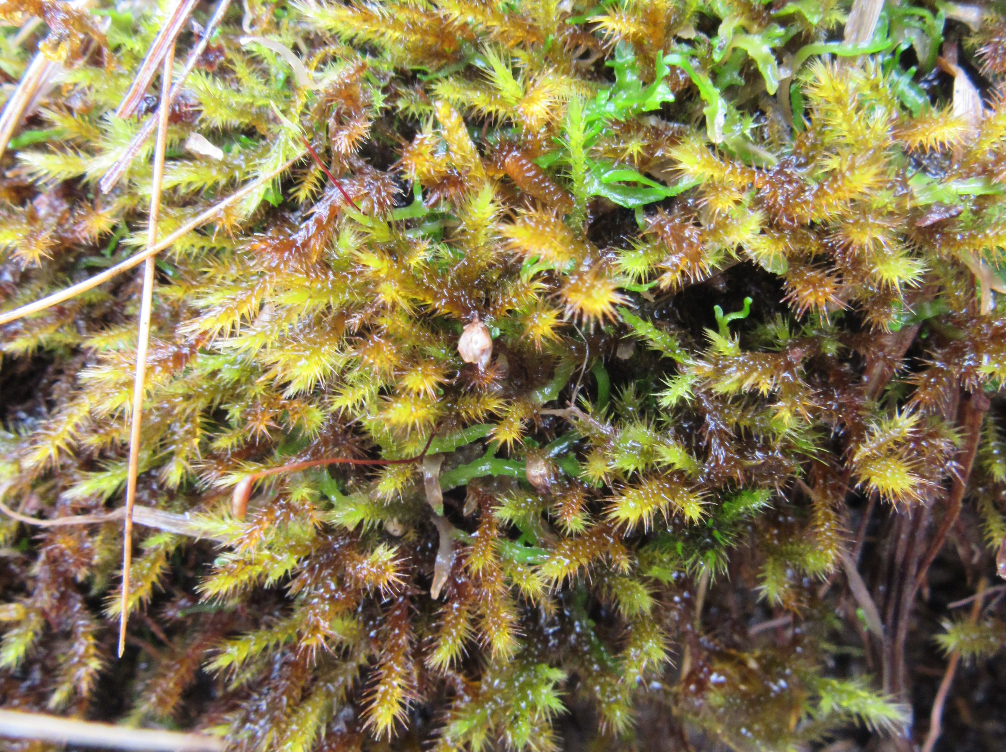Campylium stellatum