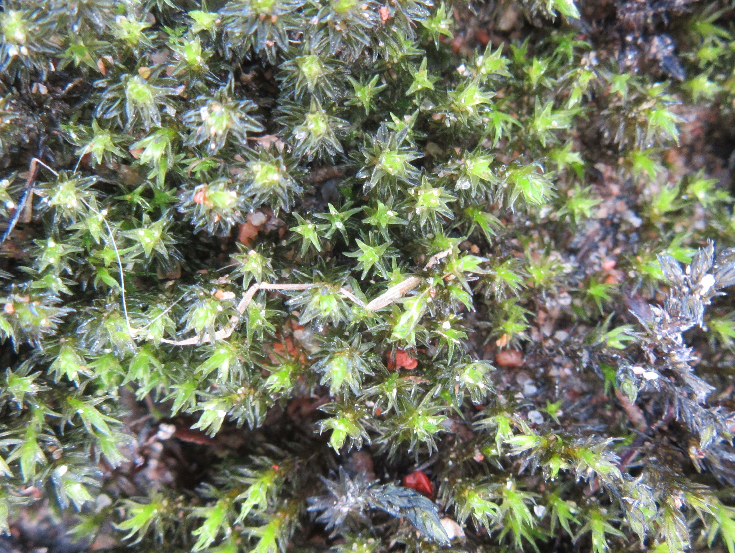 Racomitrium aciculare