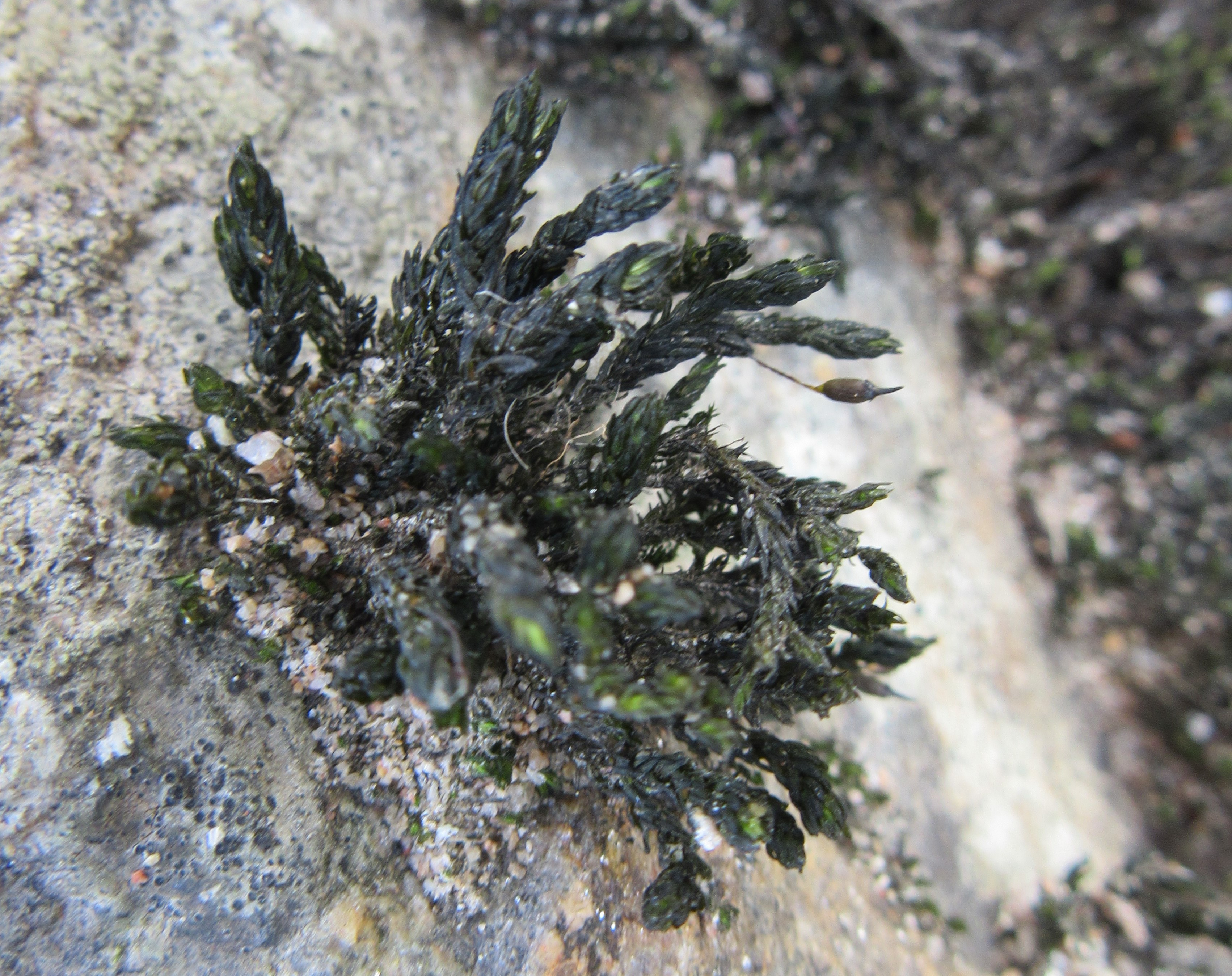 Racomitrium aciculare