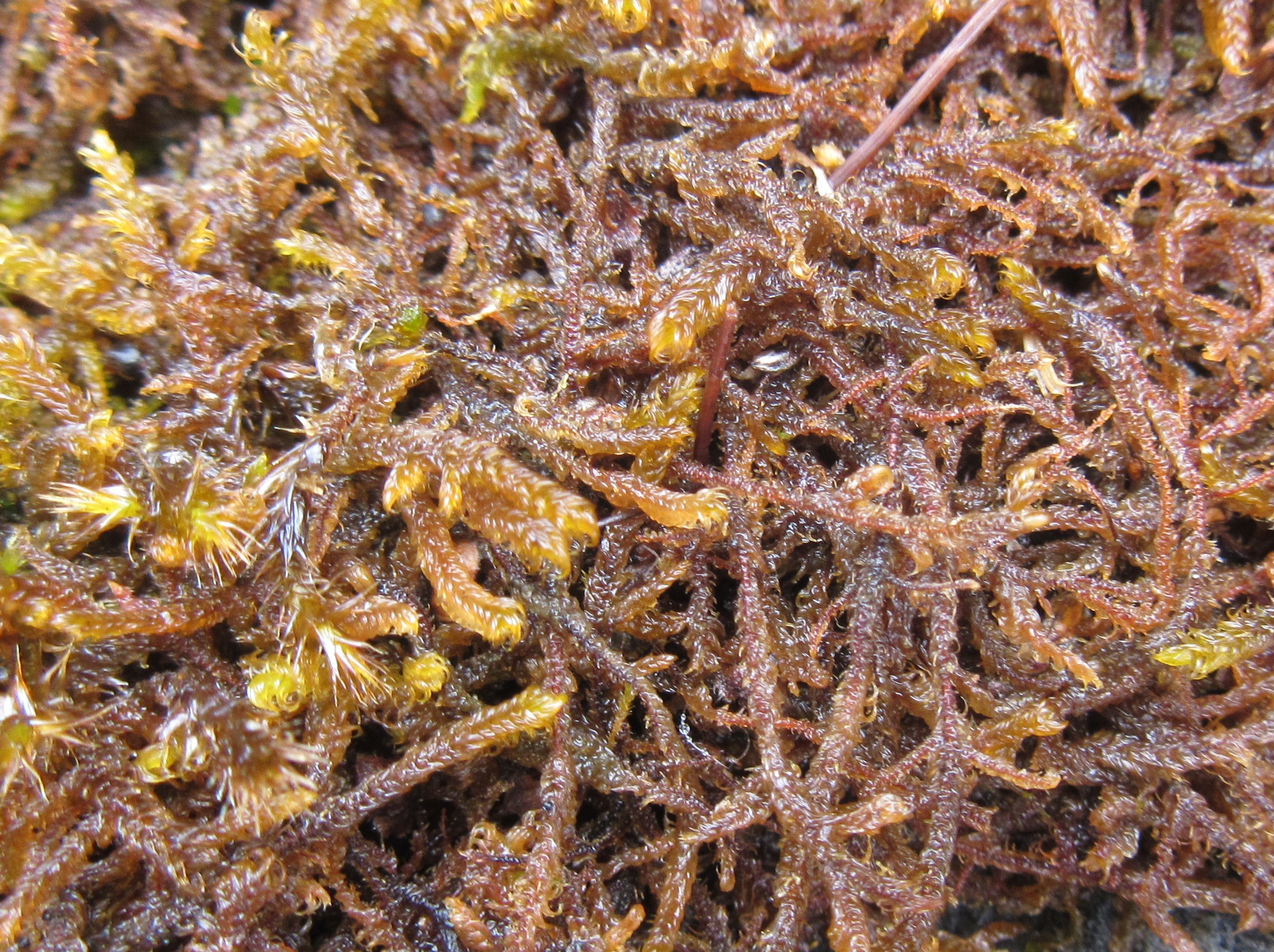 Scorpidium revolvens