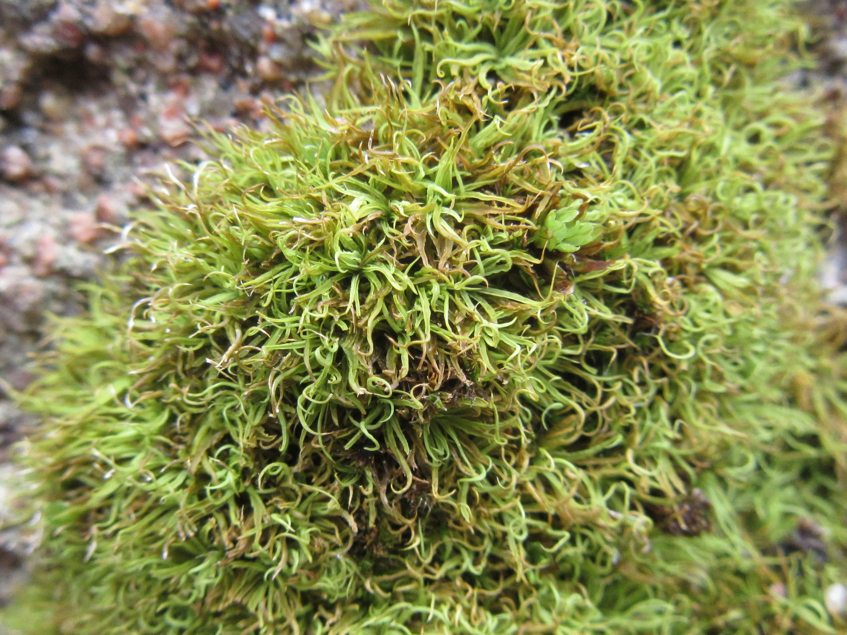 Tortella tortuosa