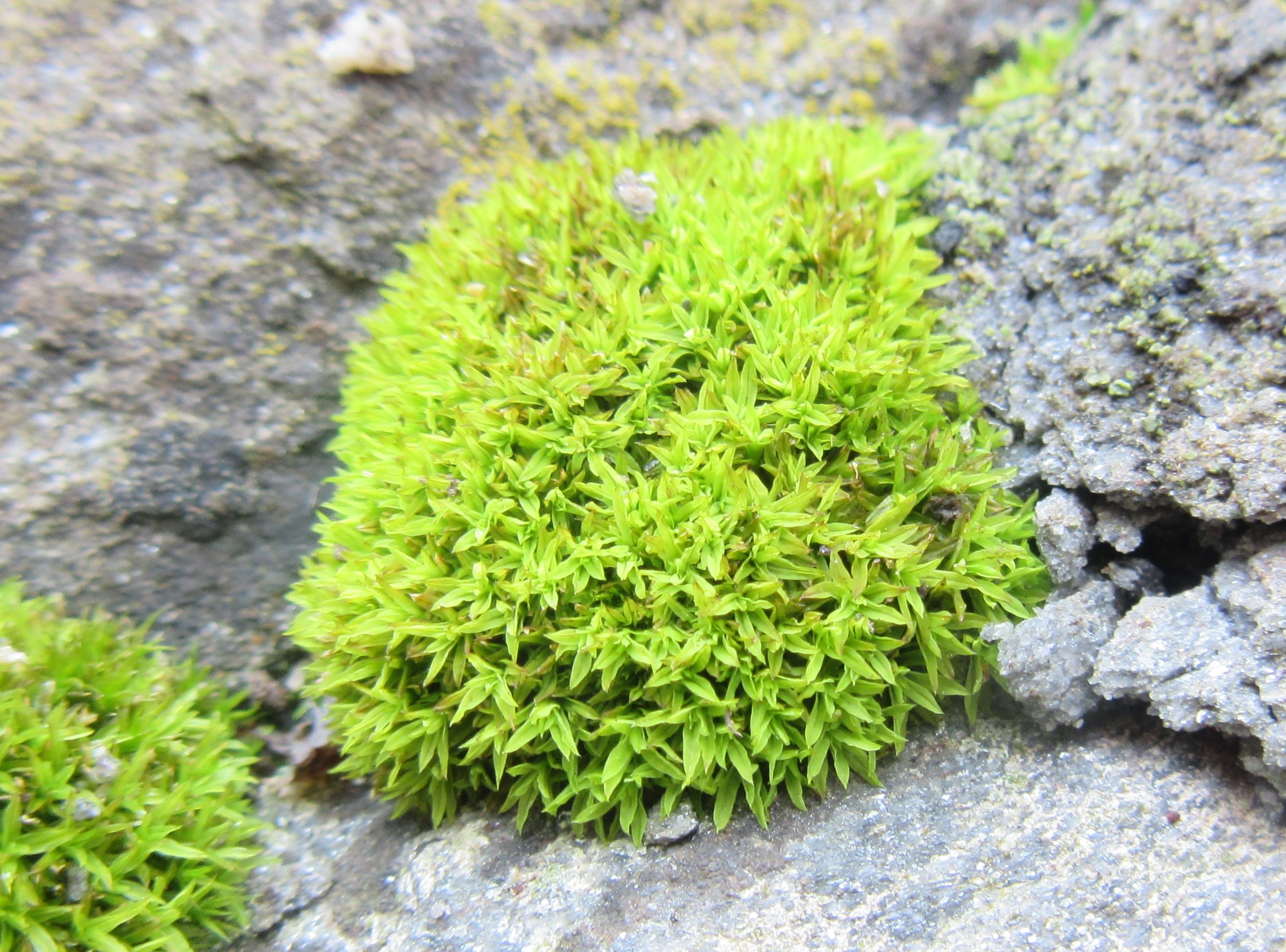 Barbula convoluta