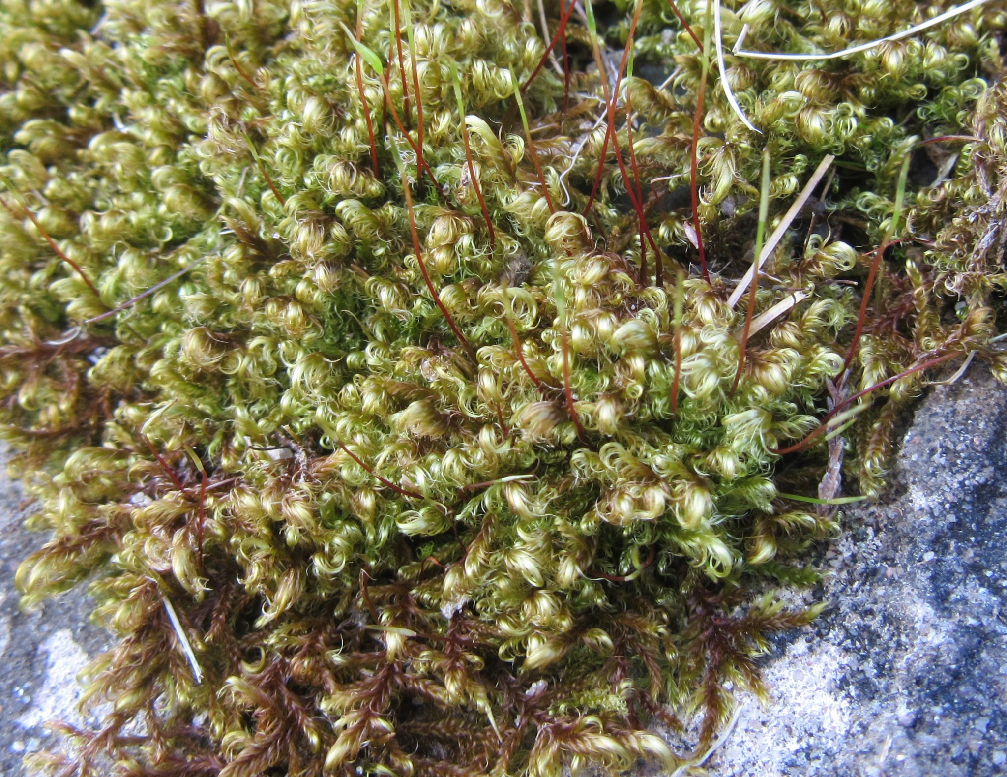Ctenidium molluscum