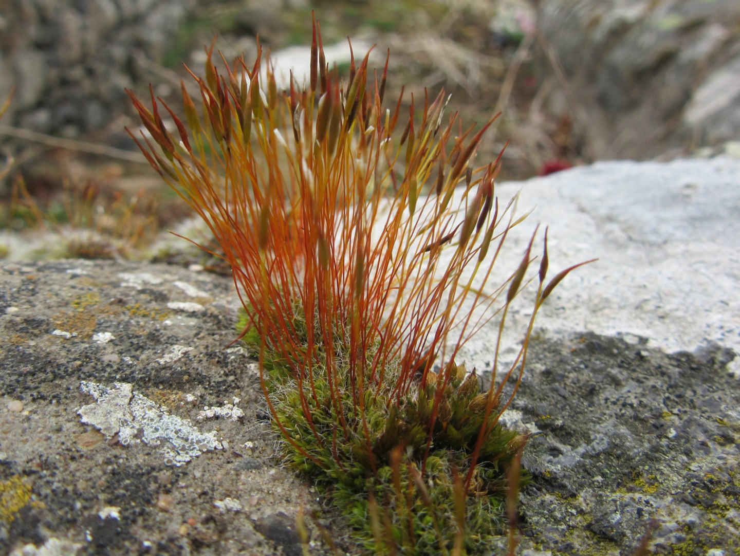 Tortula muralis